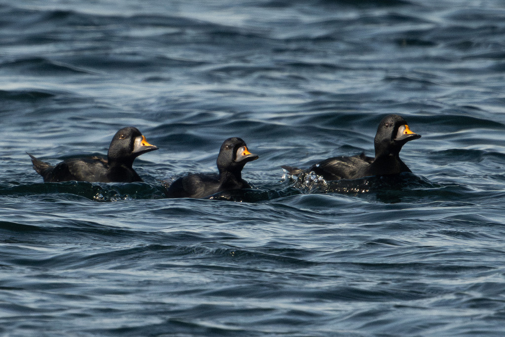 Common Scoter by Ian Curran - BirdGuides