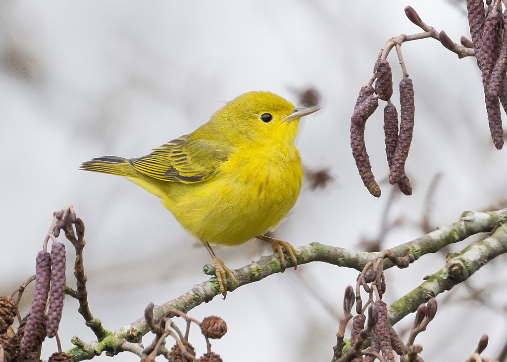 American Yellow Warbler by Ian Curran - BirdGuides