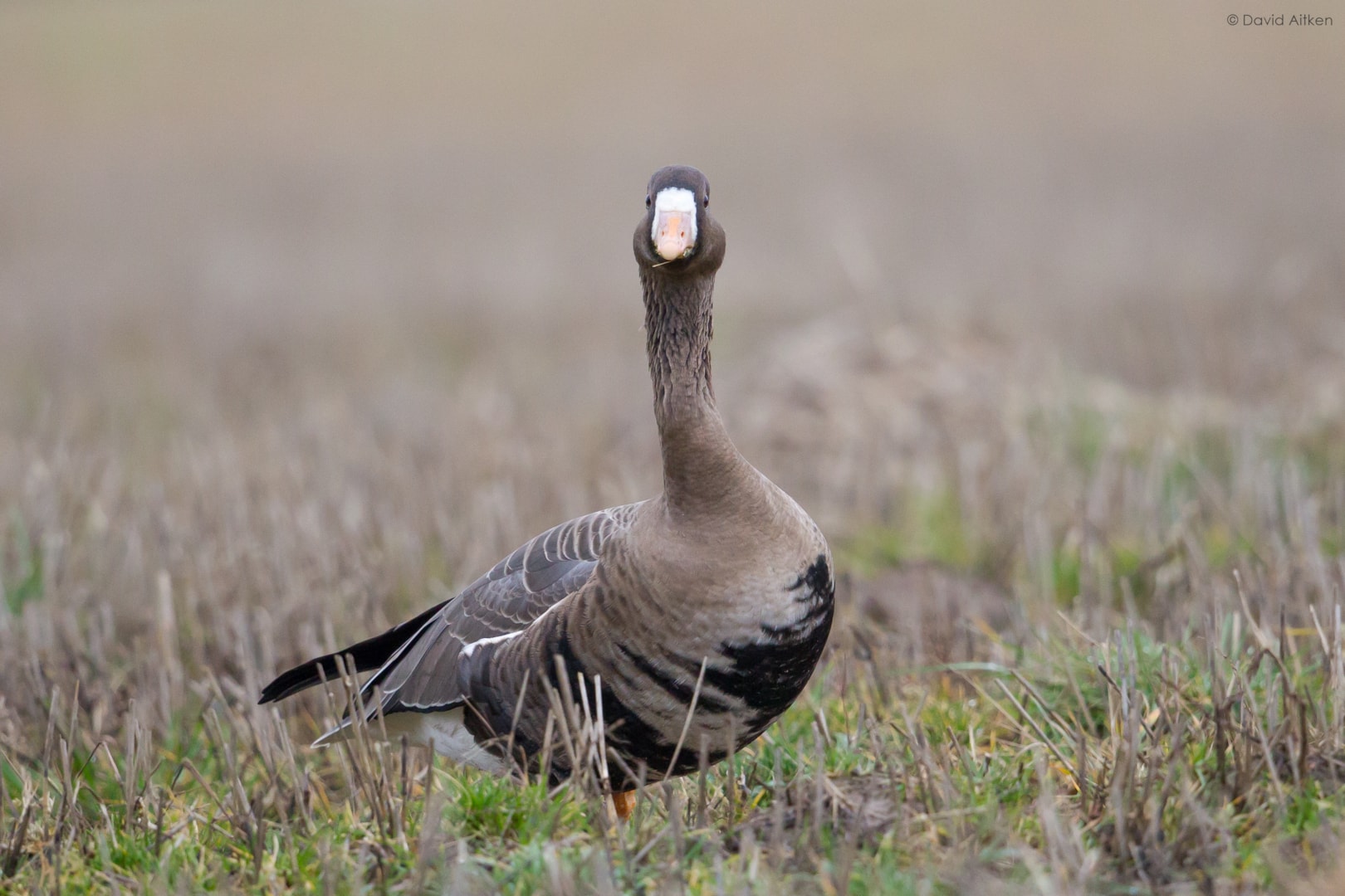 Russian White-fronted Goose by David Aitken - BirdGuides