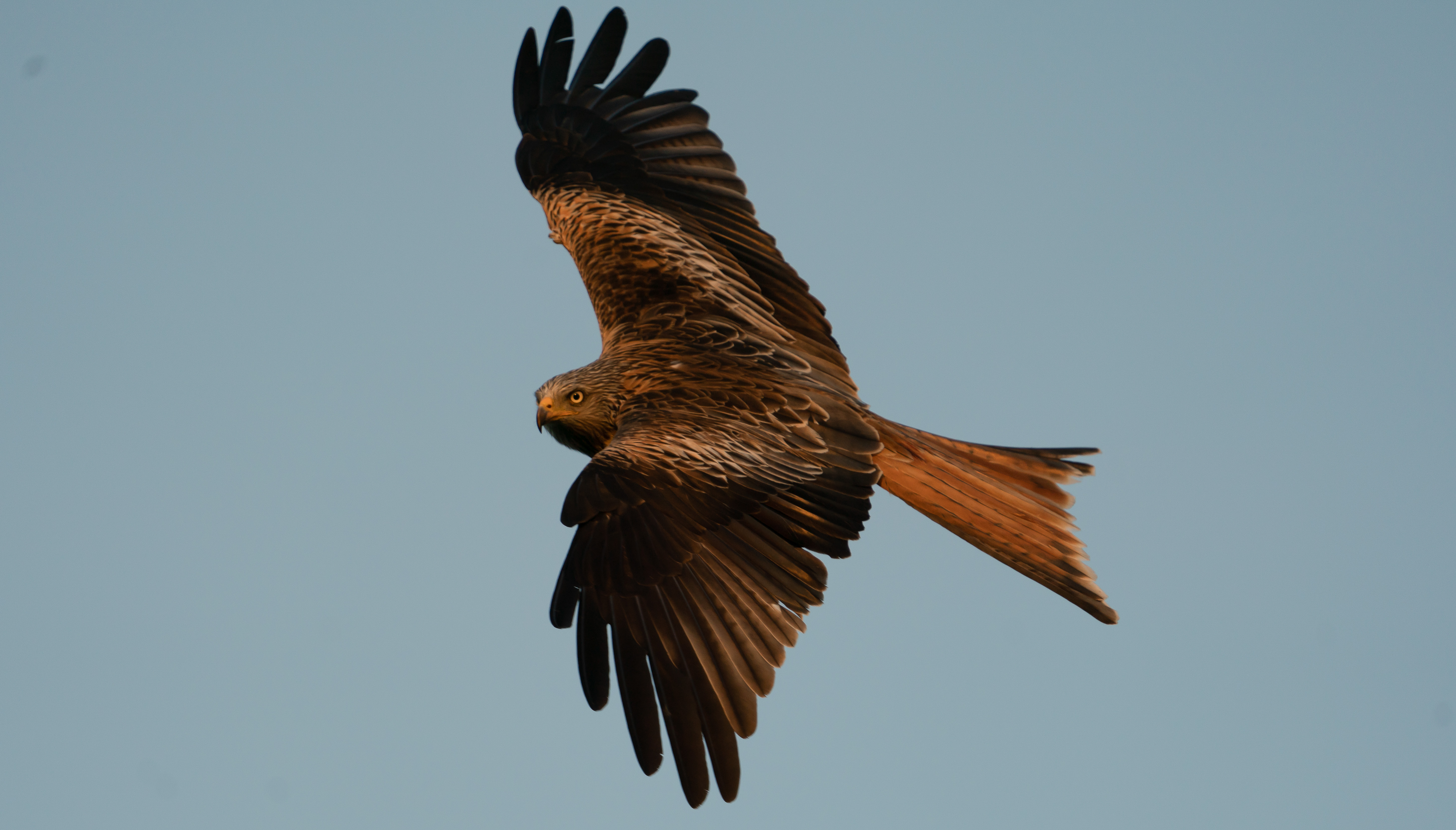 Red Kite by Harrison Silcock - BirdGuides