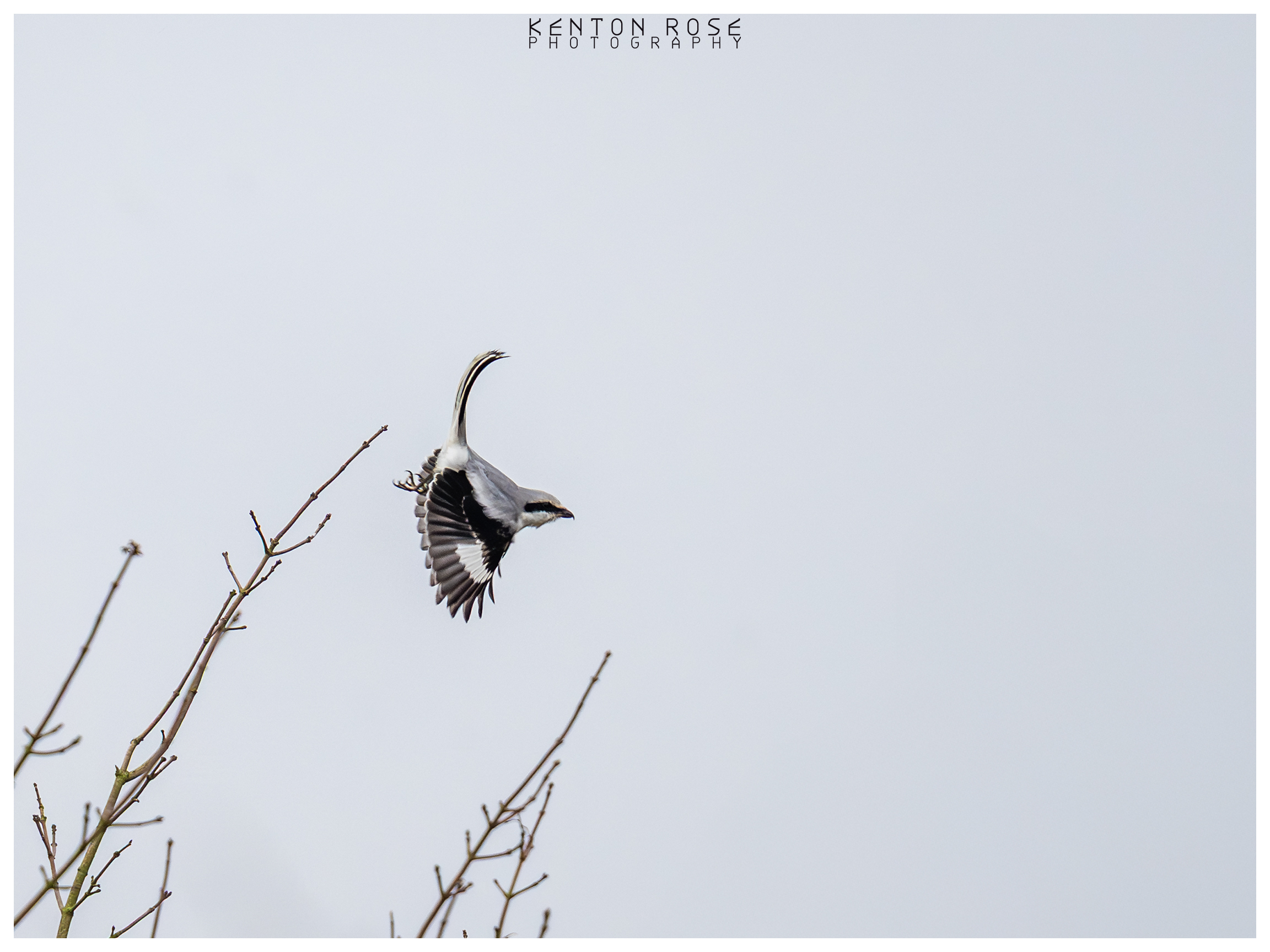Great Grey Shrike by Kenton Rose - BirdGuides