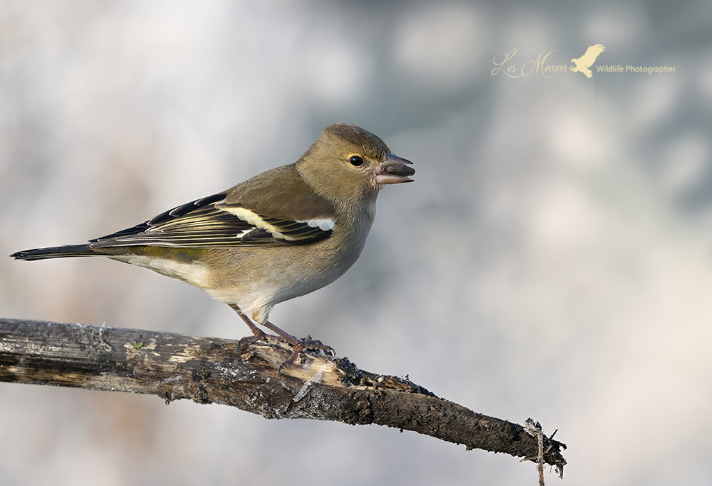 Chafinch by Les Moxon - BirdGuides