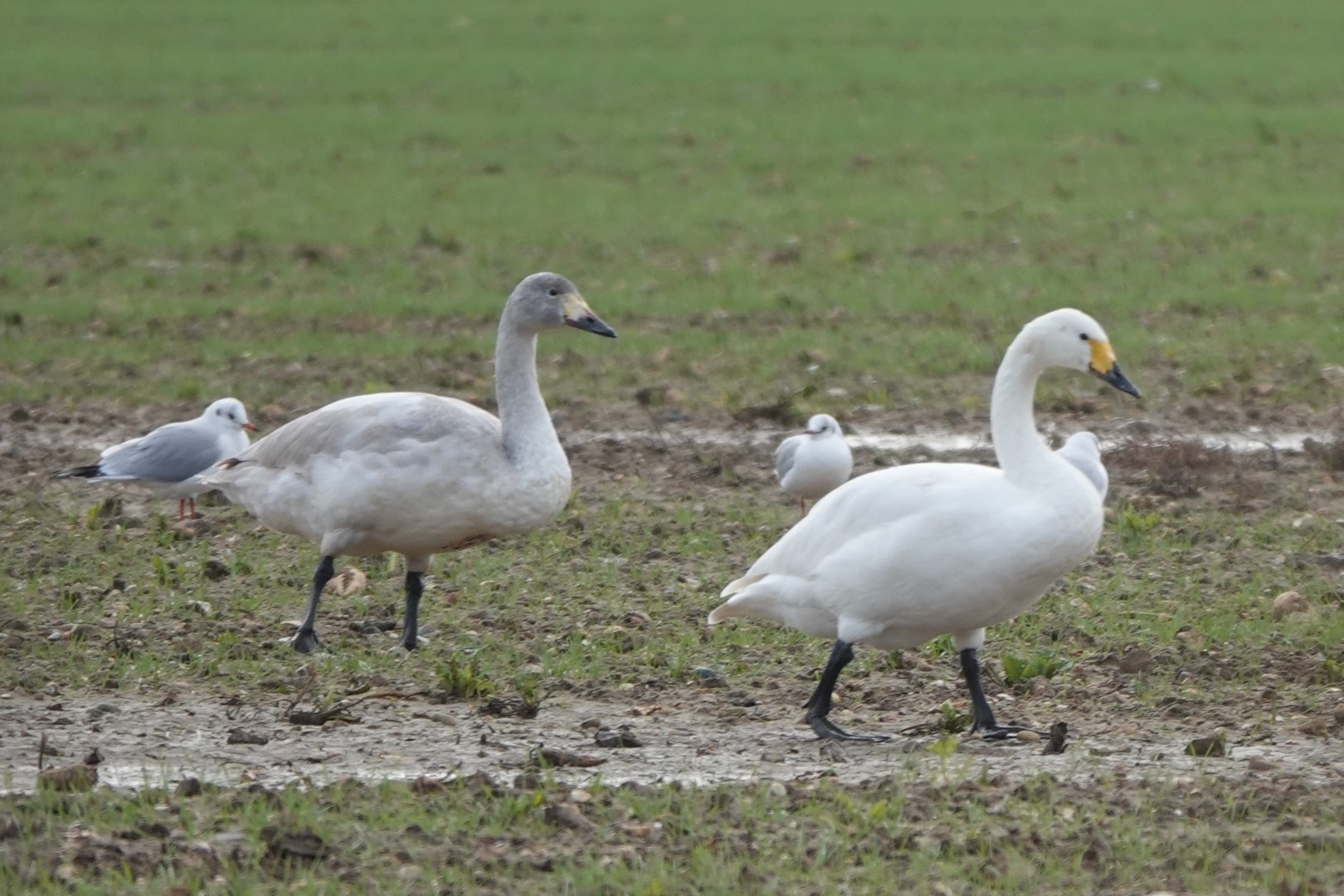 Bewick's Swan by Bill Plumb - BirdGuides