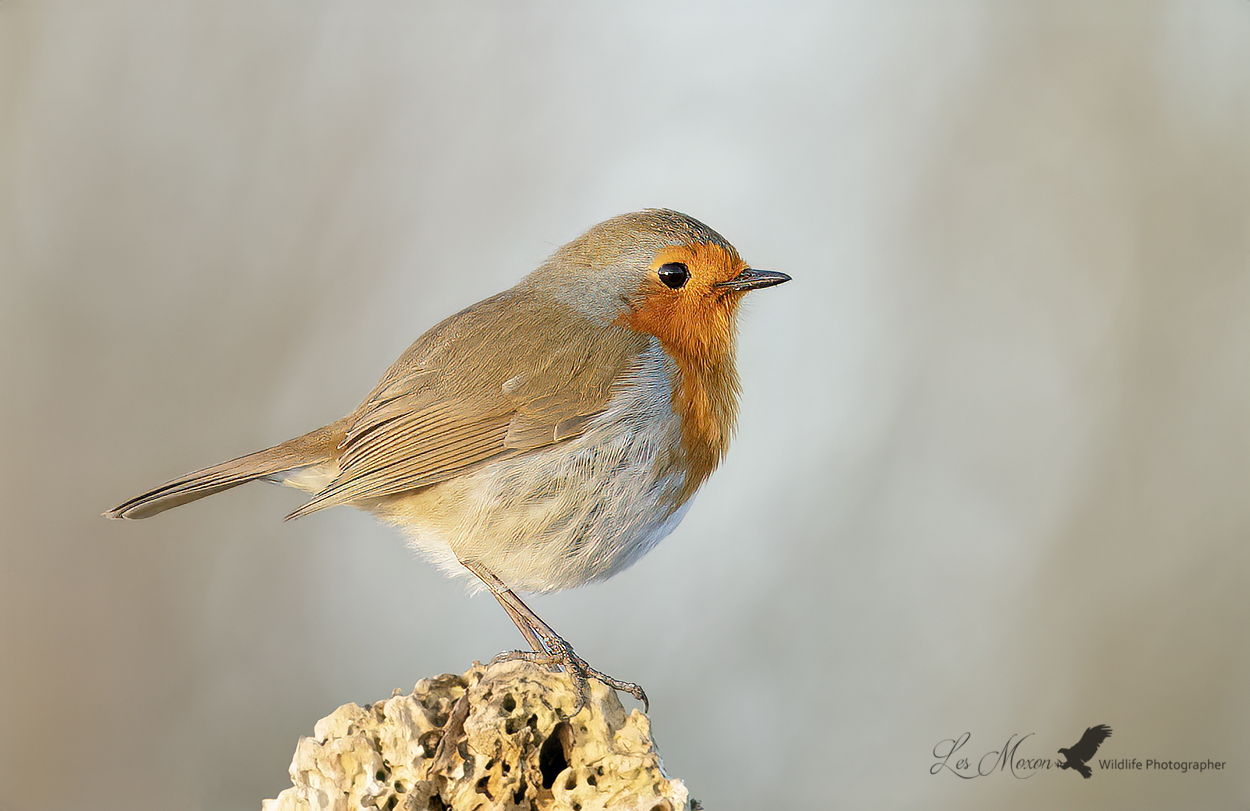 Forest Robin by Les Moxon - BirdGuides