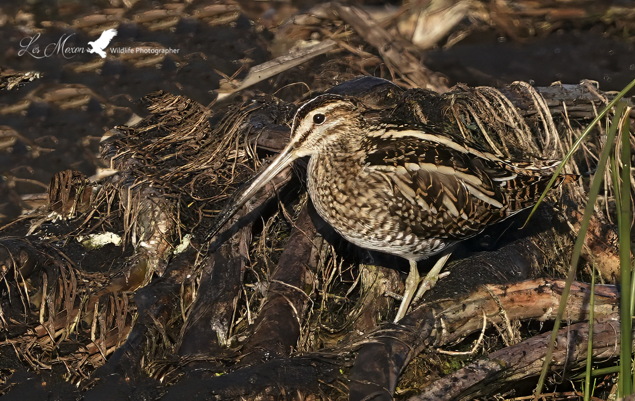 Common Snipe by Les Moxon - BirdGuides
