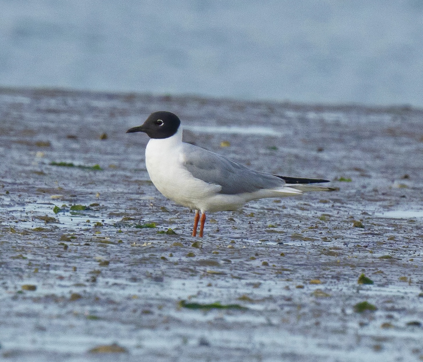 Bonaparte's Gull by Neil Cowley - BirdGuides