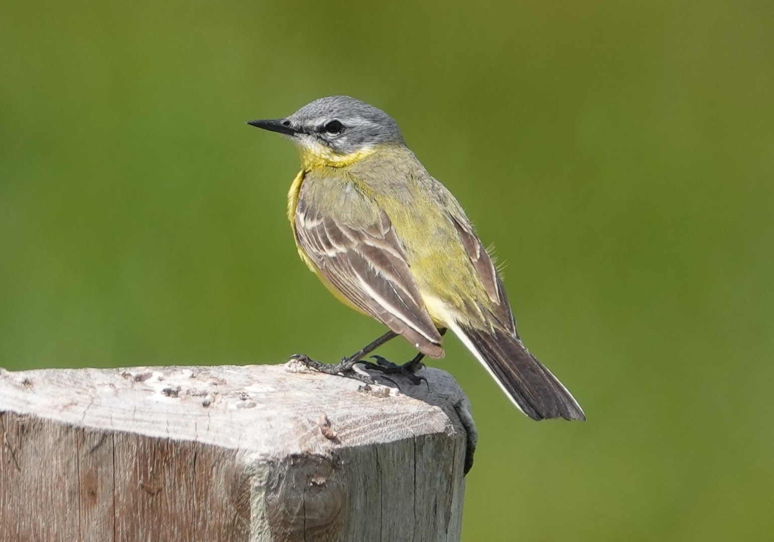 Blue-headed Wagtail by W Schulenburg - BirdGuides