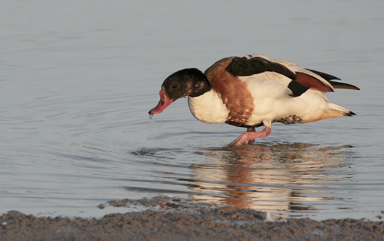 Common Shelduck by Les Moxon - BirdGuides