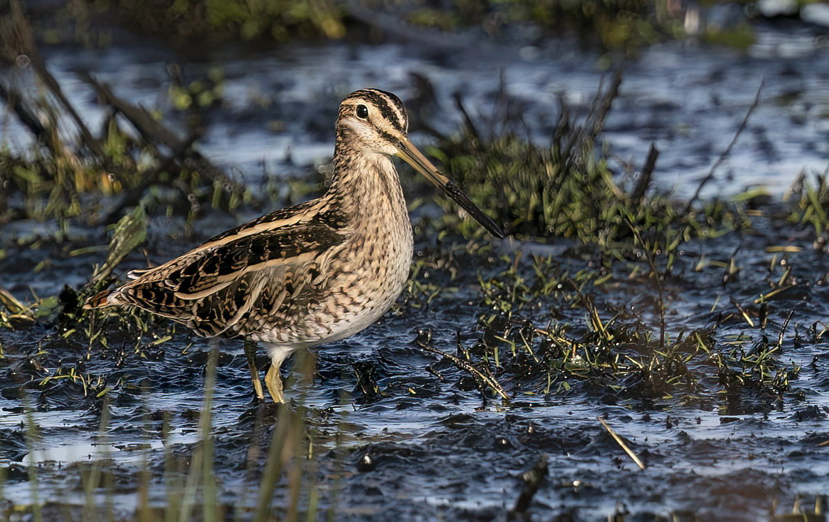 Common Snipe by Les Moxon - BirdGuides