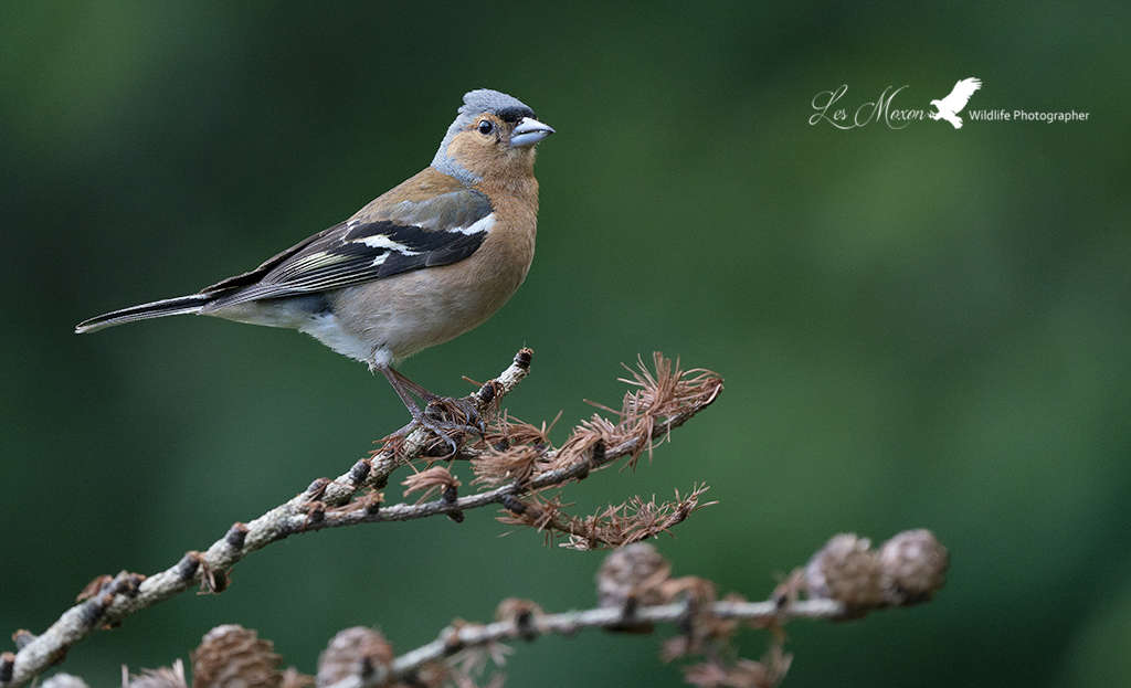 Chafinch by Les Moxon - BirdGuides