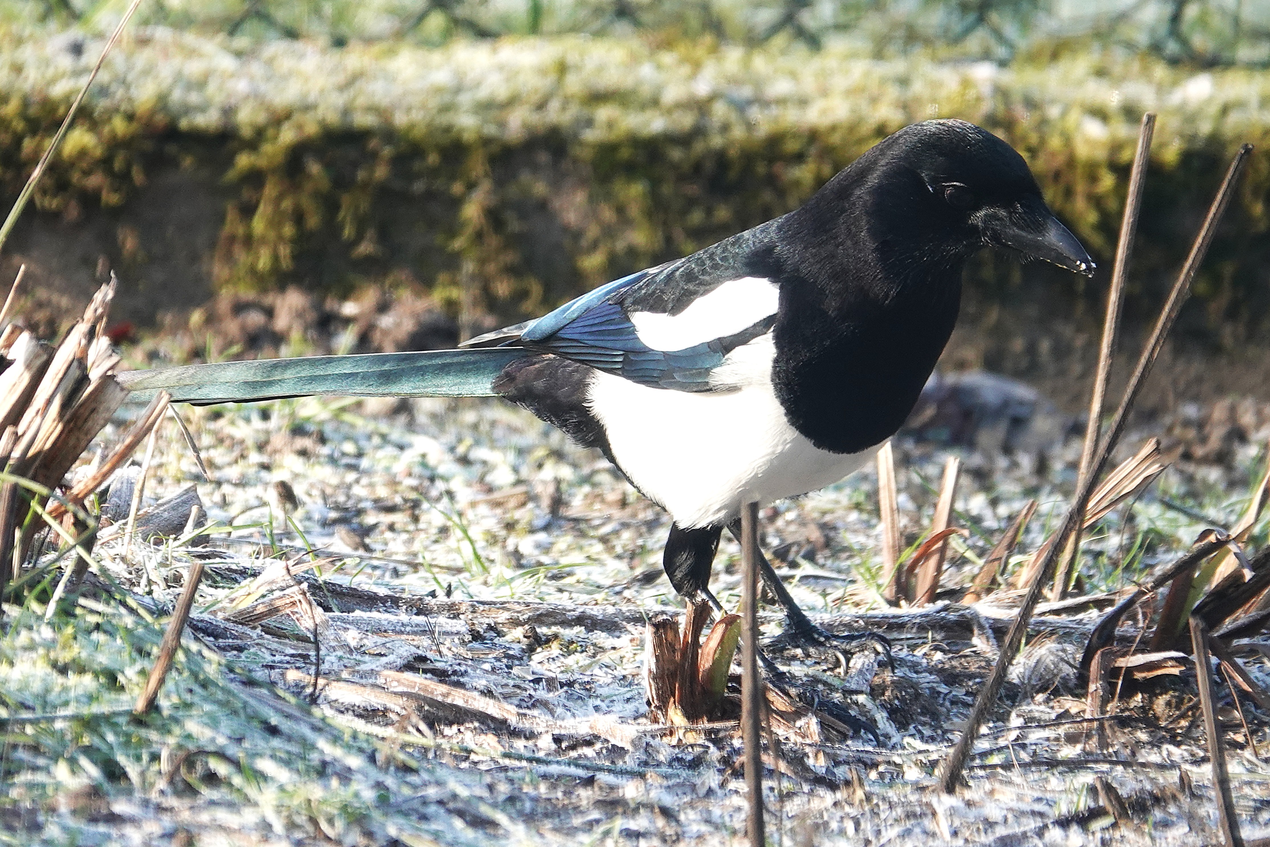Magpie by Walter Schulenburg - BirdGuides