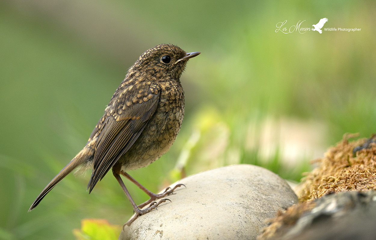 European Robin by Les Moxon - BirdGuides
