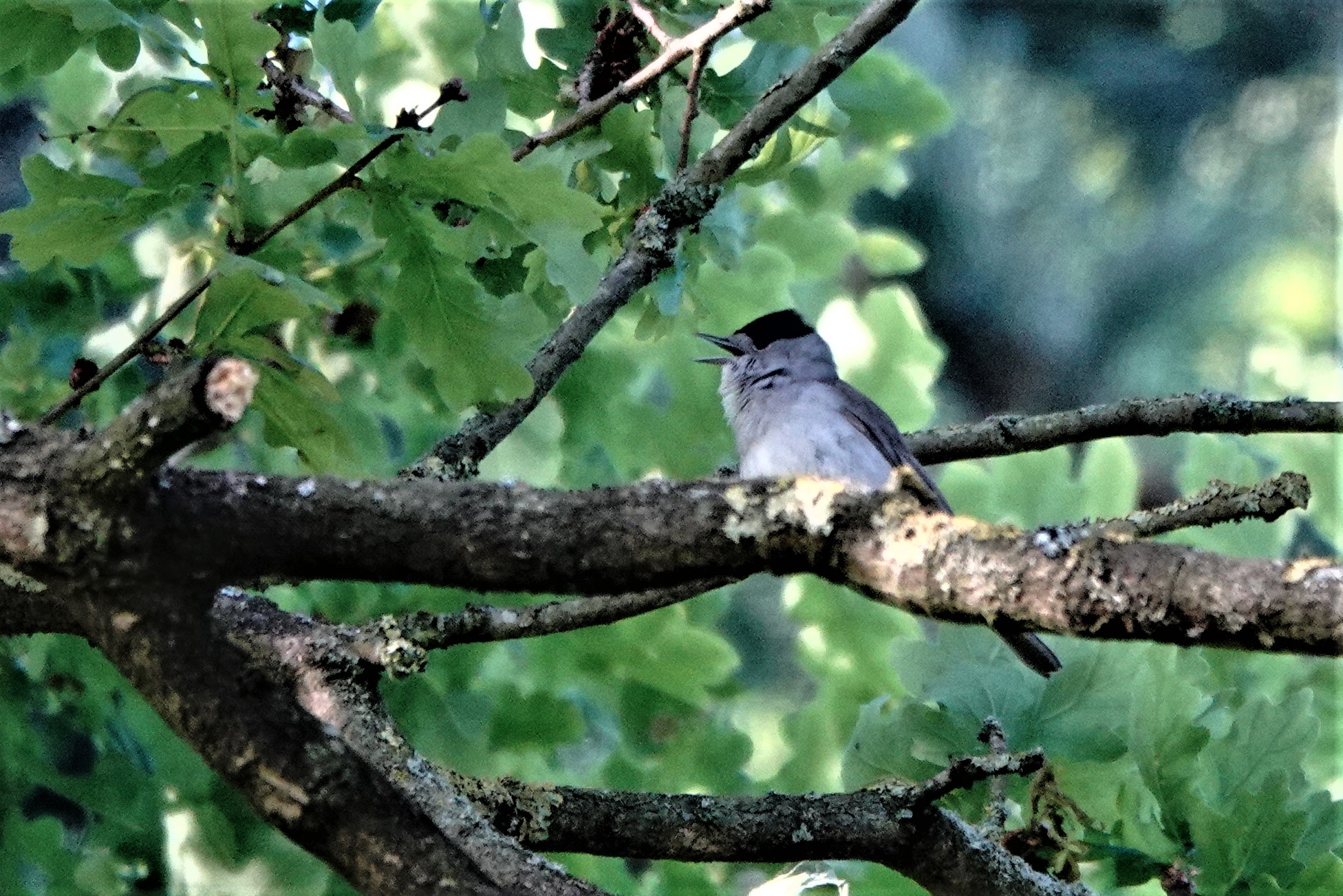 Birdwatching Sites in Nottinghamshire - BirdGuides