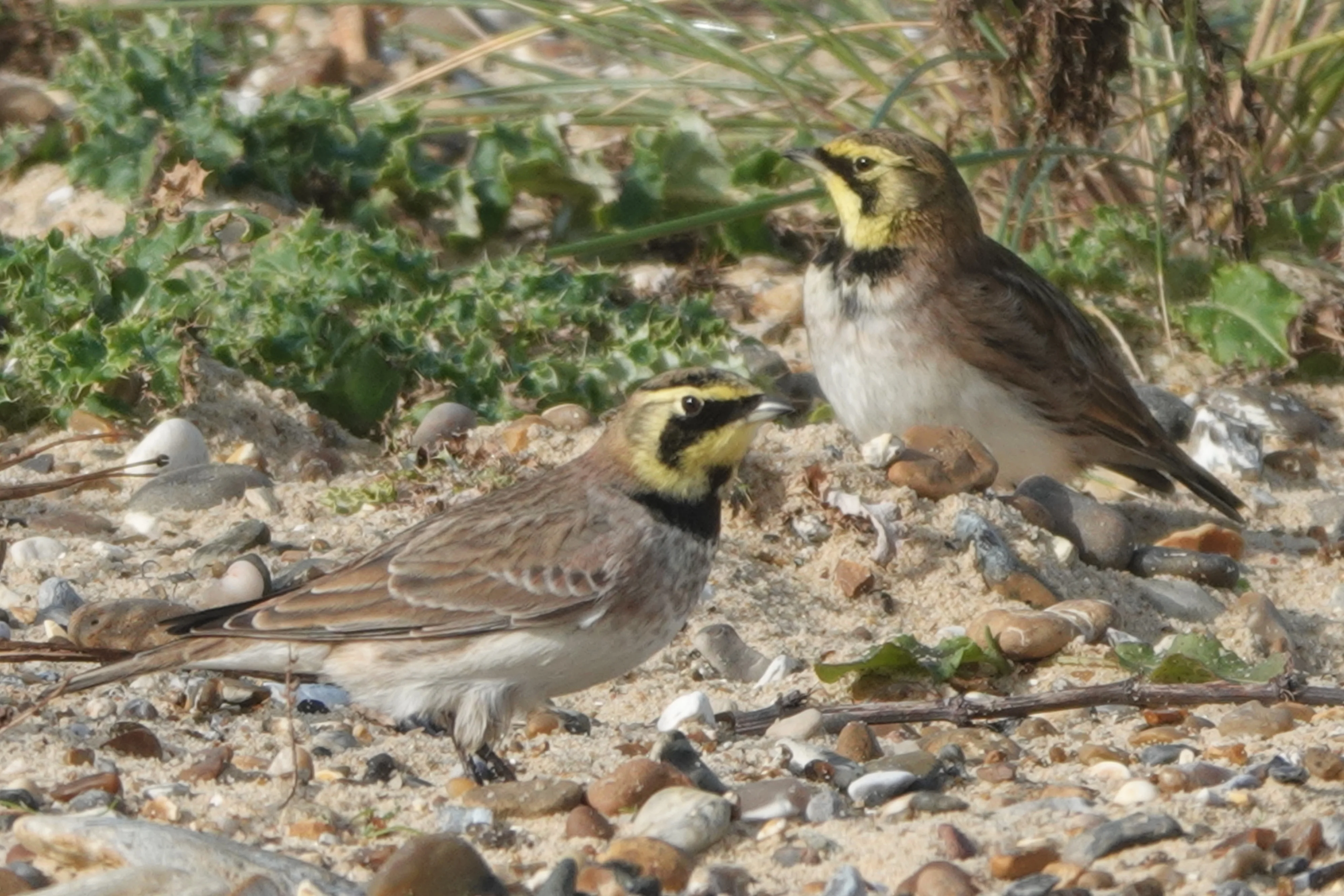 Details : Shore Lark - BirdGuides