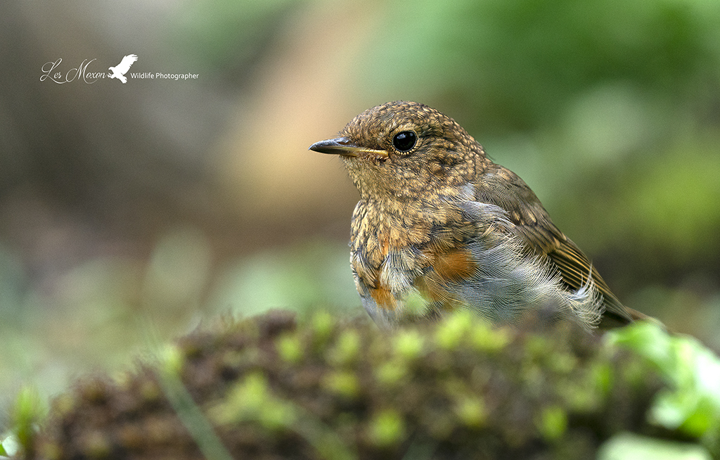 European Robin by Les Moxon - BirdGuides