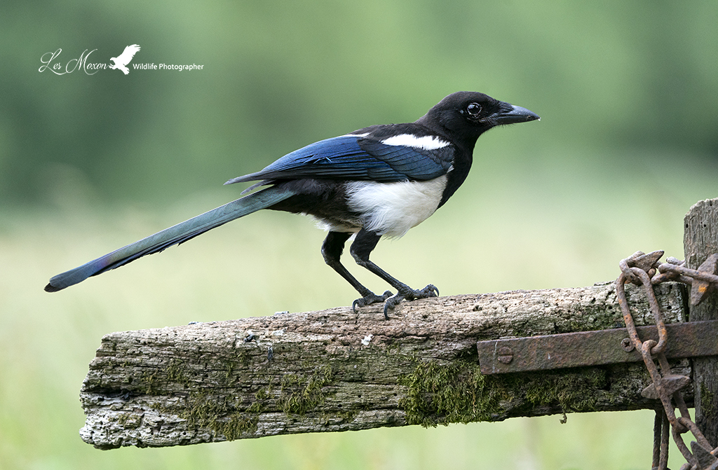 Magpie by Les Moxon - BirdGuides