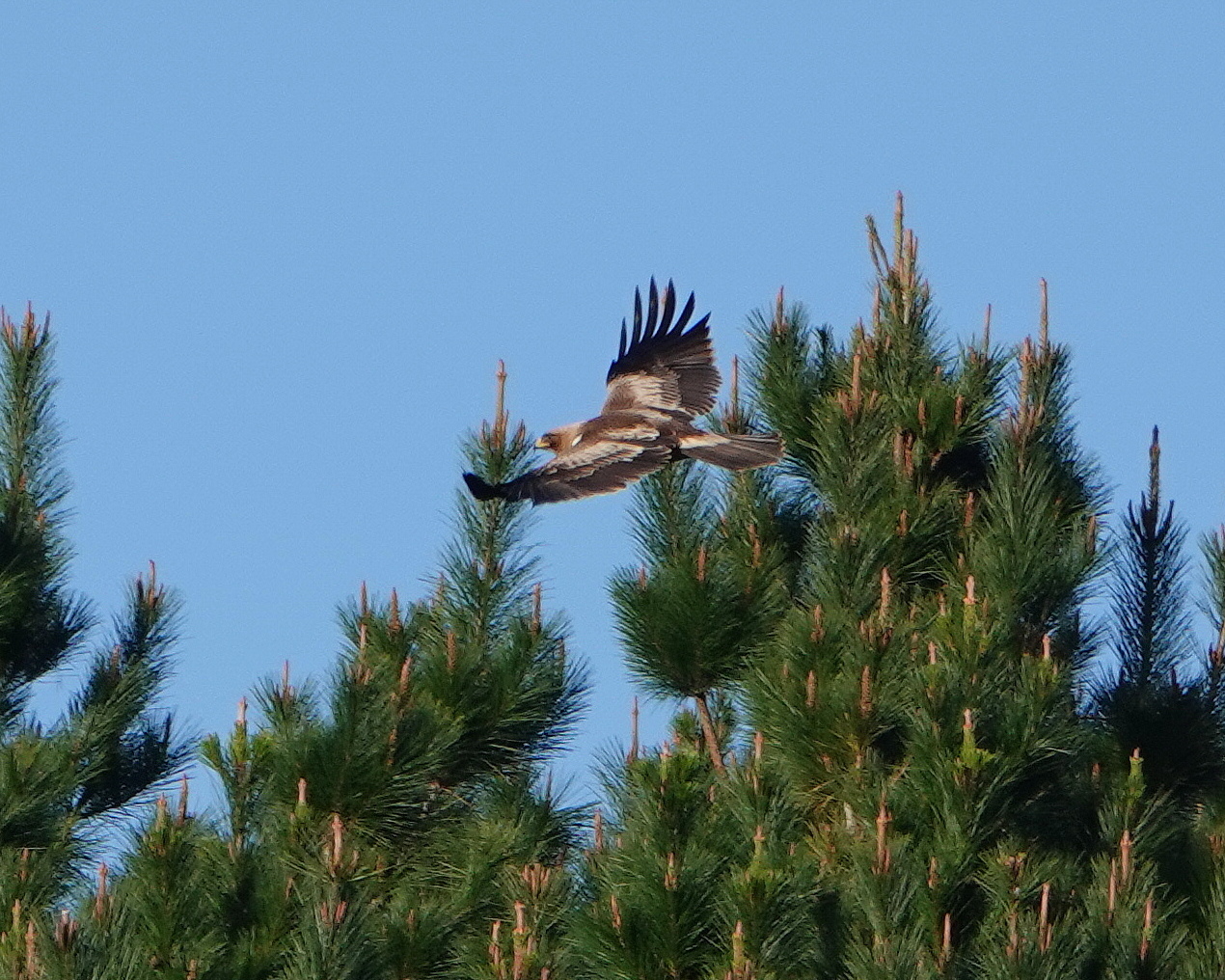 Booted Eagle by David Boult - BirdGuides