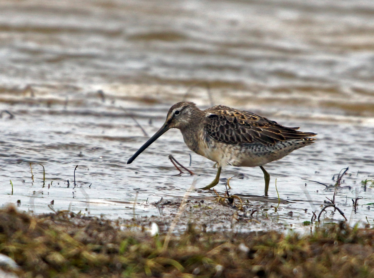 Long-billed Dowitcher by Jim Dickson - BirdGuides