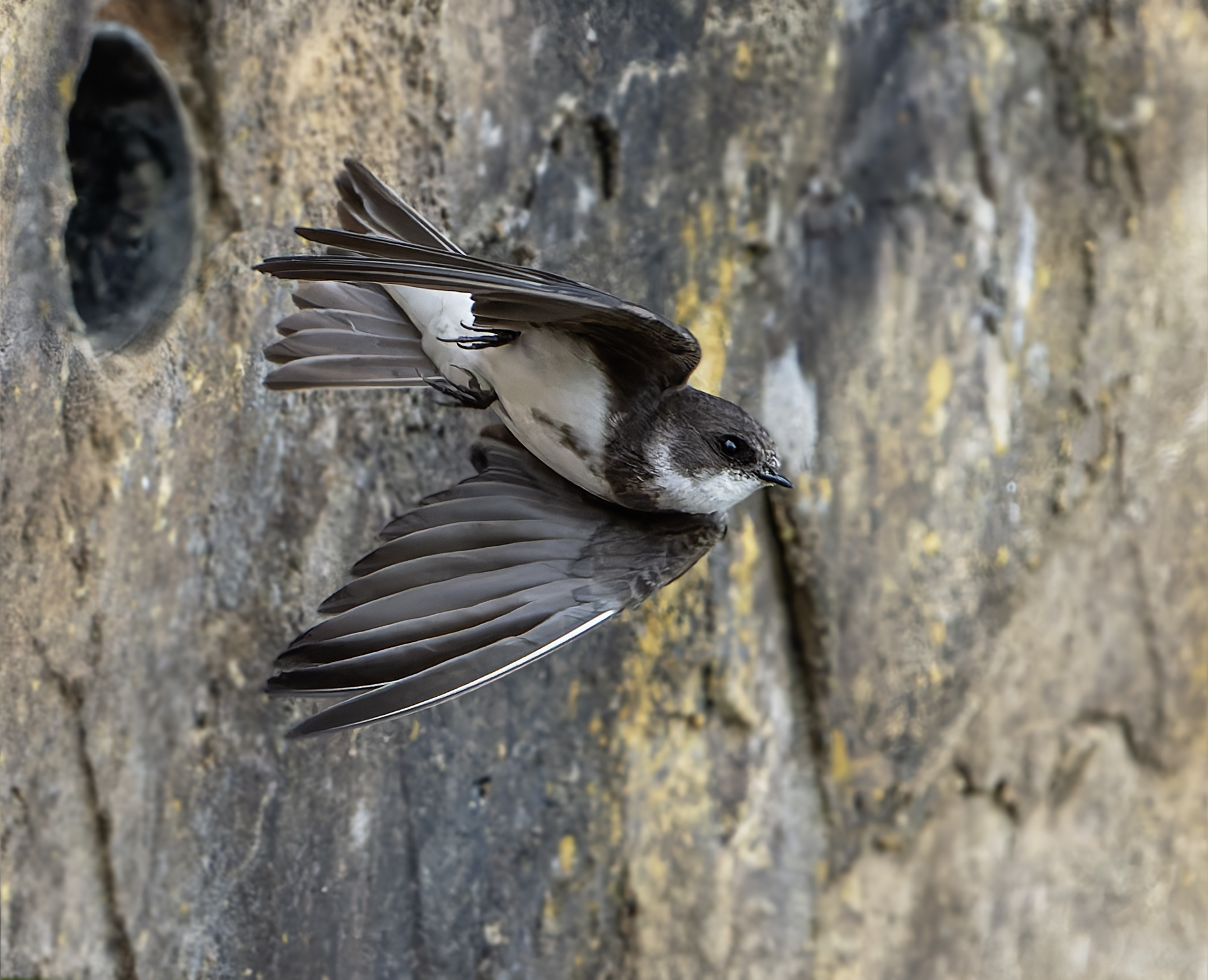 Sand Martin by stephen payce - BirdGuides