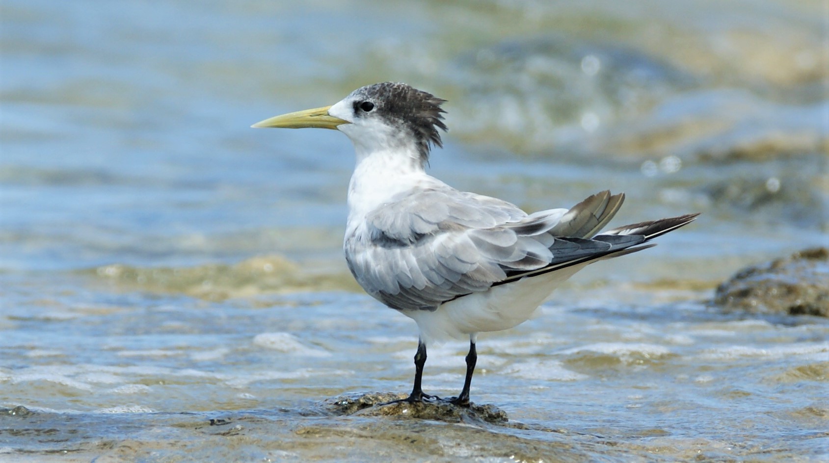 Details : Greater Crested Tern - BirdGuides