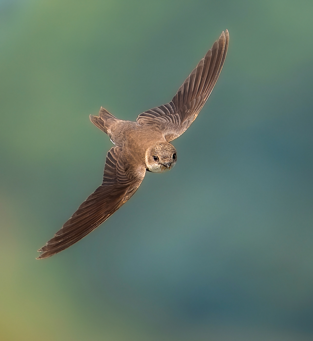 Sand Martin by stephen payce - BirdGuides