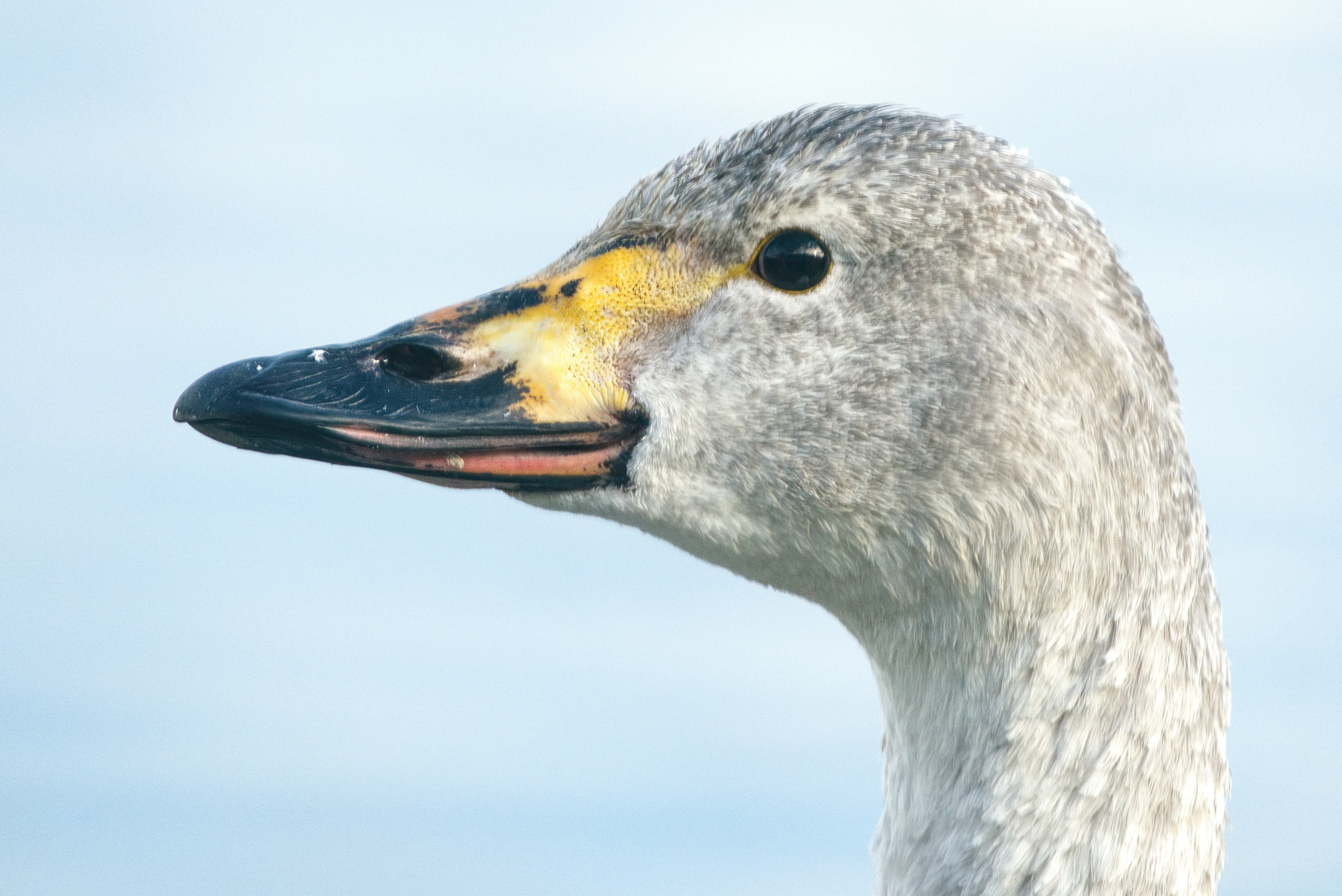 More Bewick's Swans wintering in Eastern Europe than previously thought ...