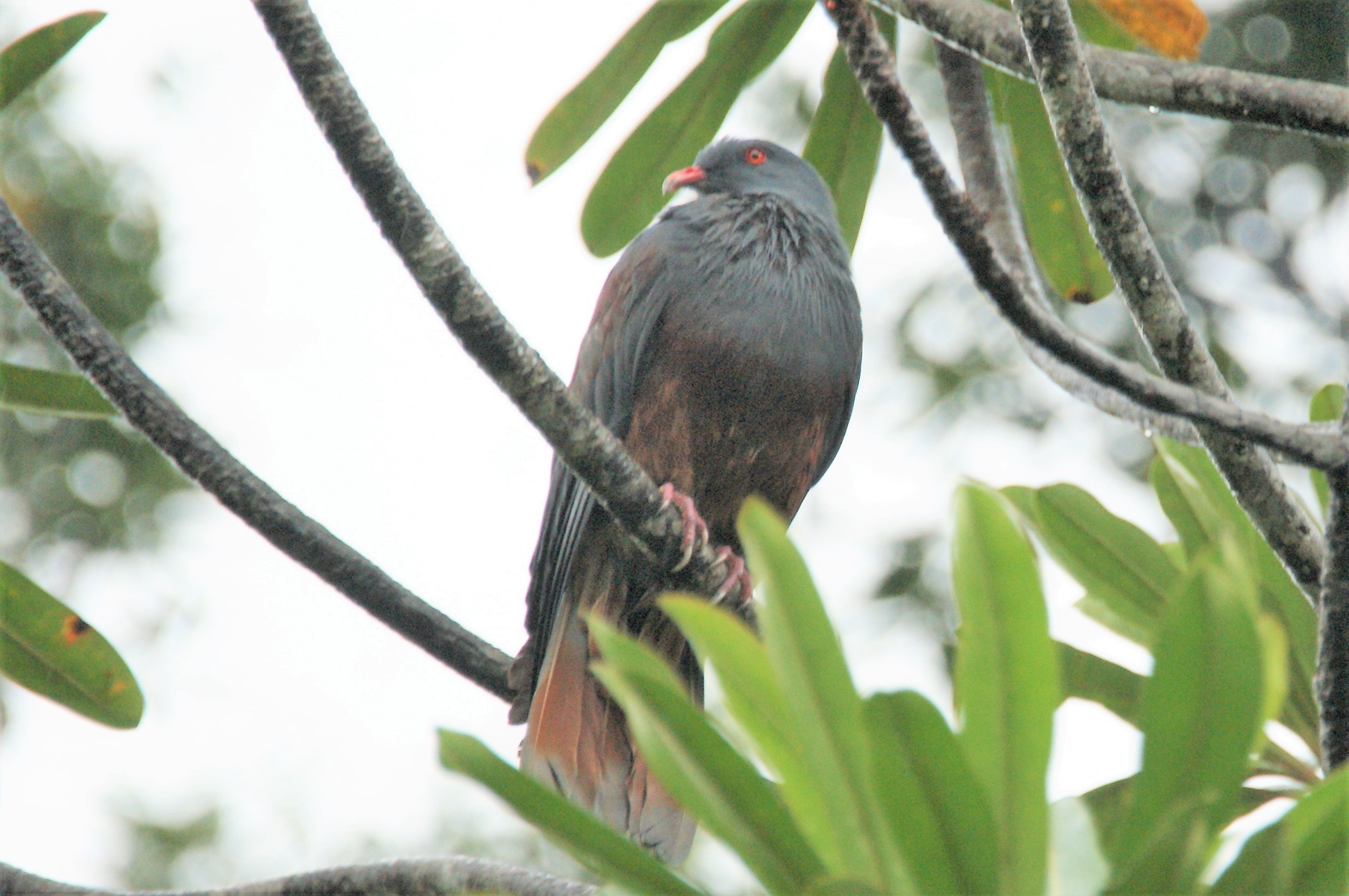 Details : Goliath Imperial Pigeon - BirdGuides