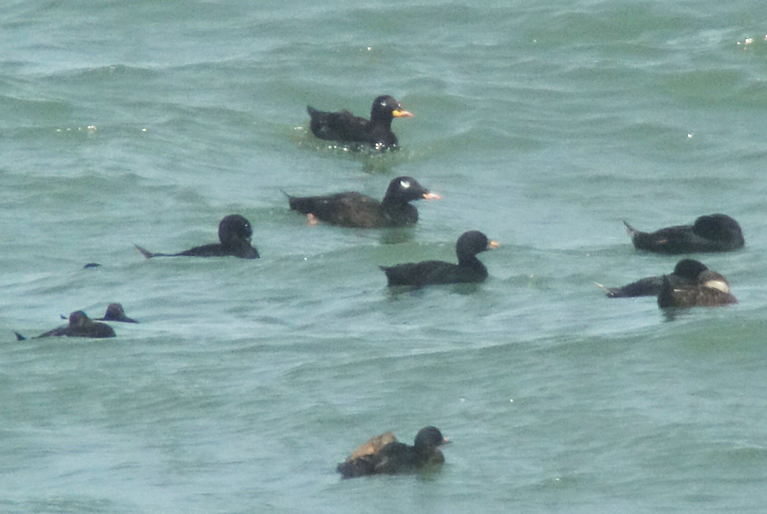 Details : White-winged Scoter - BirdGuides