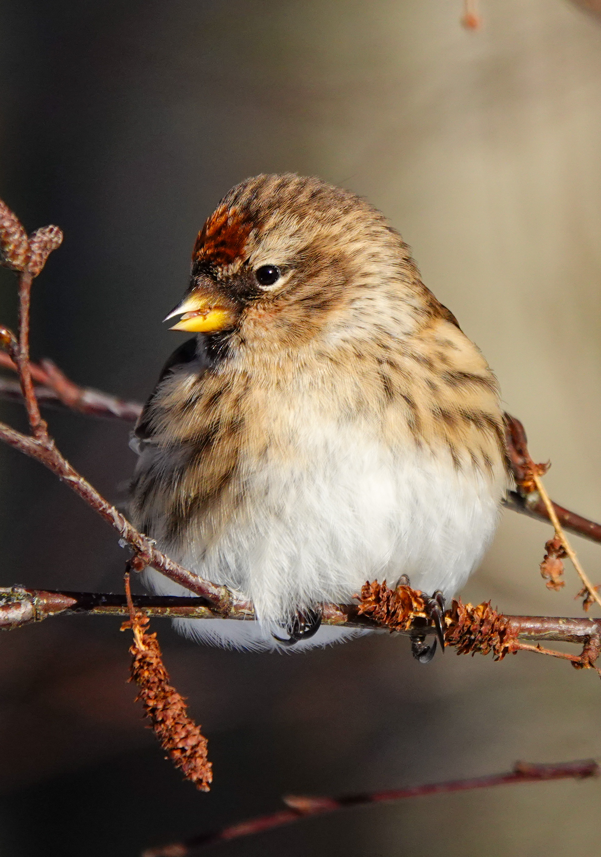 Lesser Redpoll by Angus Croudace - BirdGuides