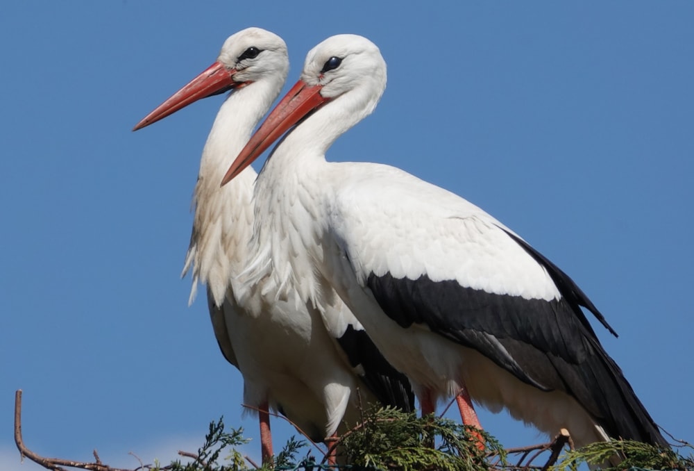 Wild White Stork breeds at Knepp - BirdGuides