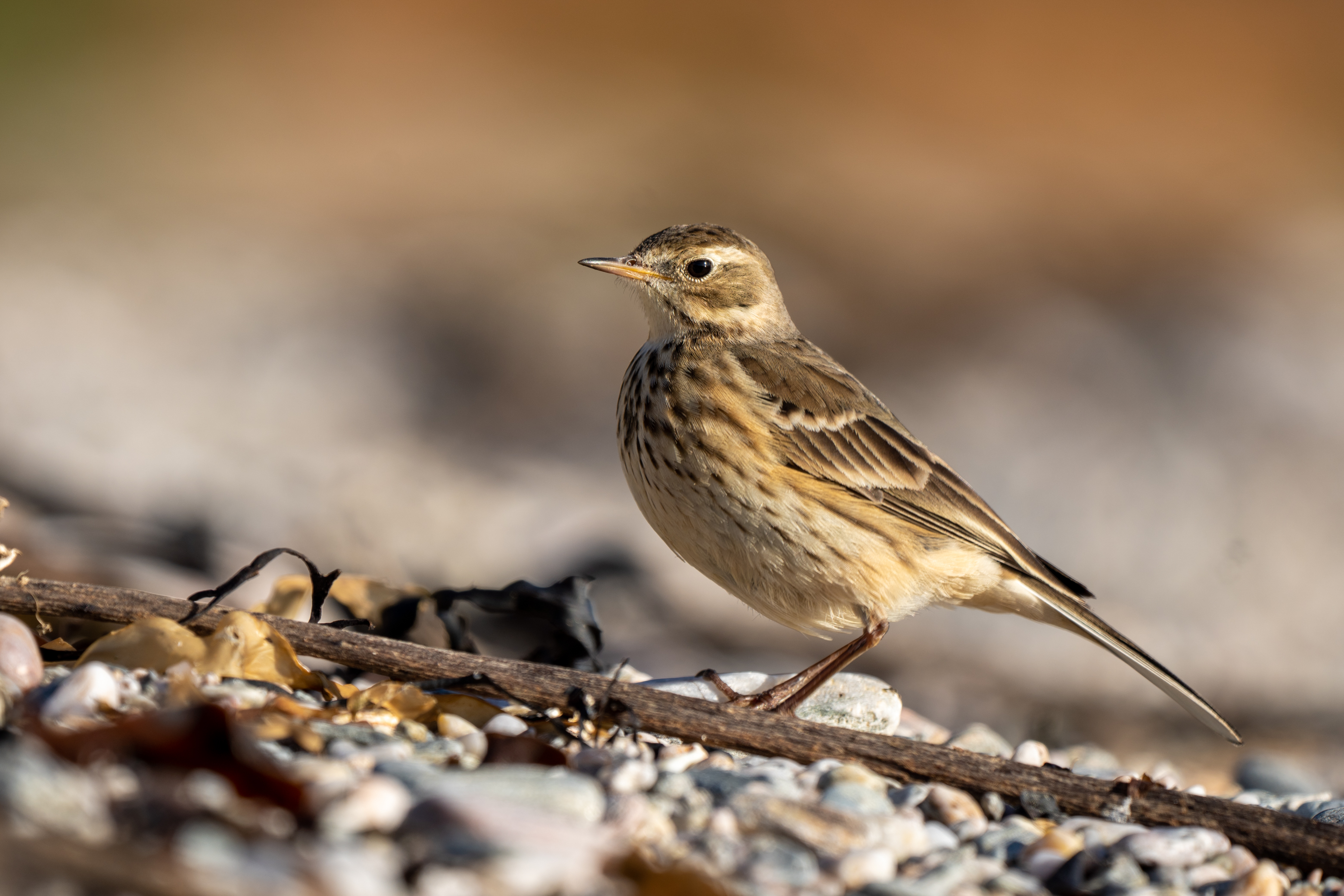 Research shows Buff-bellied Pipit is two species - BirdGuides