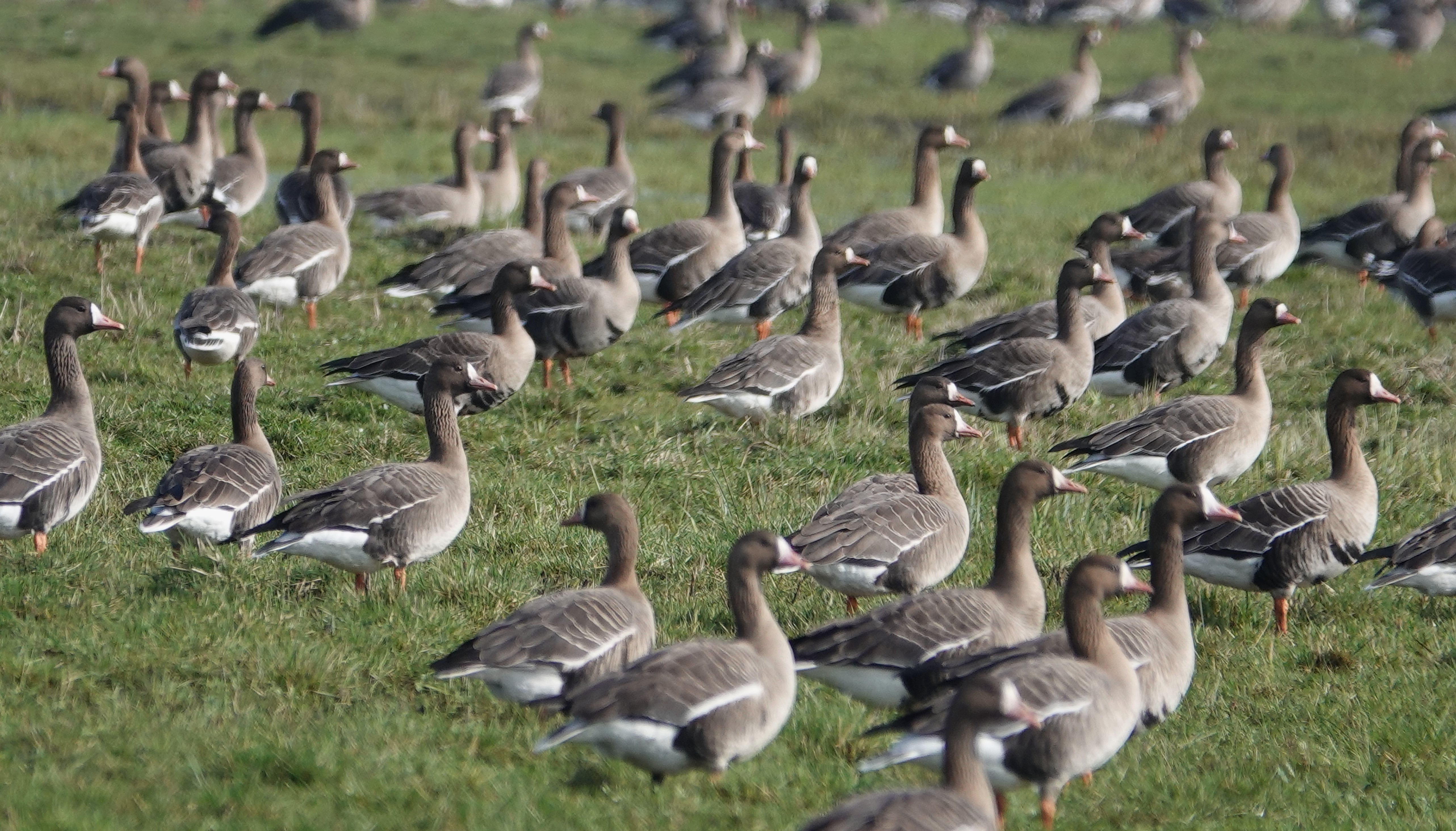 Russian White-fronted Goose by Walter Schulenburg - BirdGuides