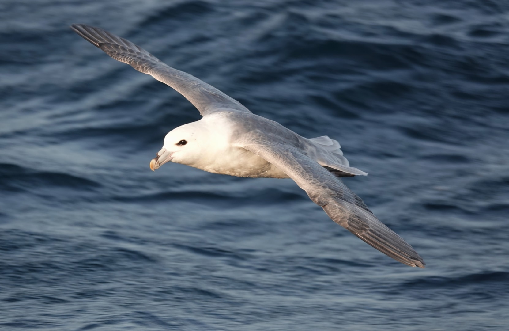 Northern Fulmar by Andy Hall - BirdGuides