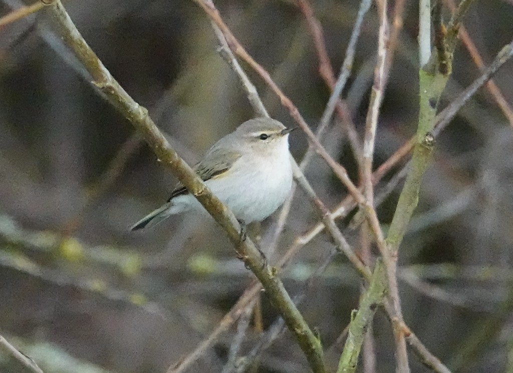Siberian Chiffchaff by Bill Haines - BirdGuides