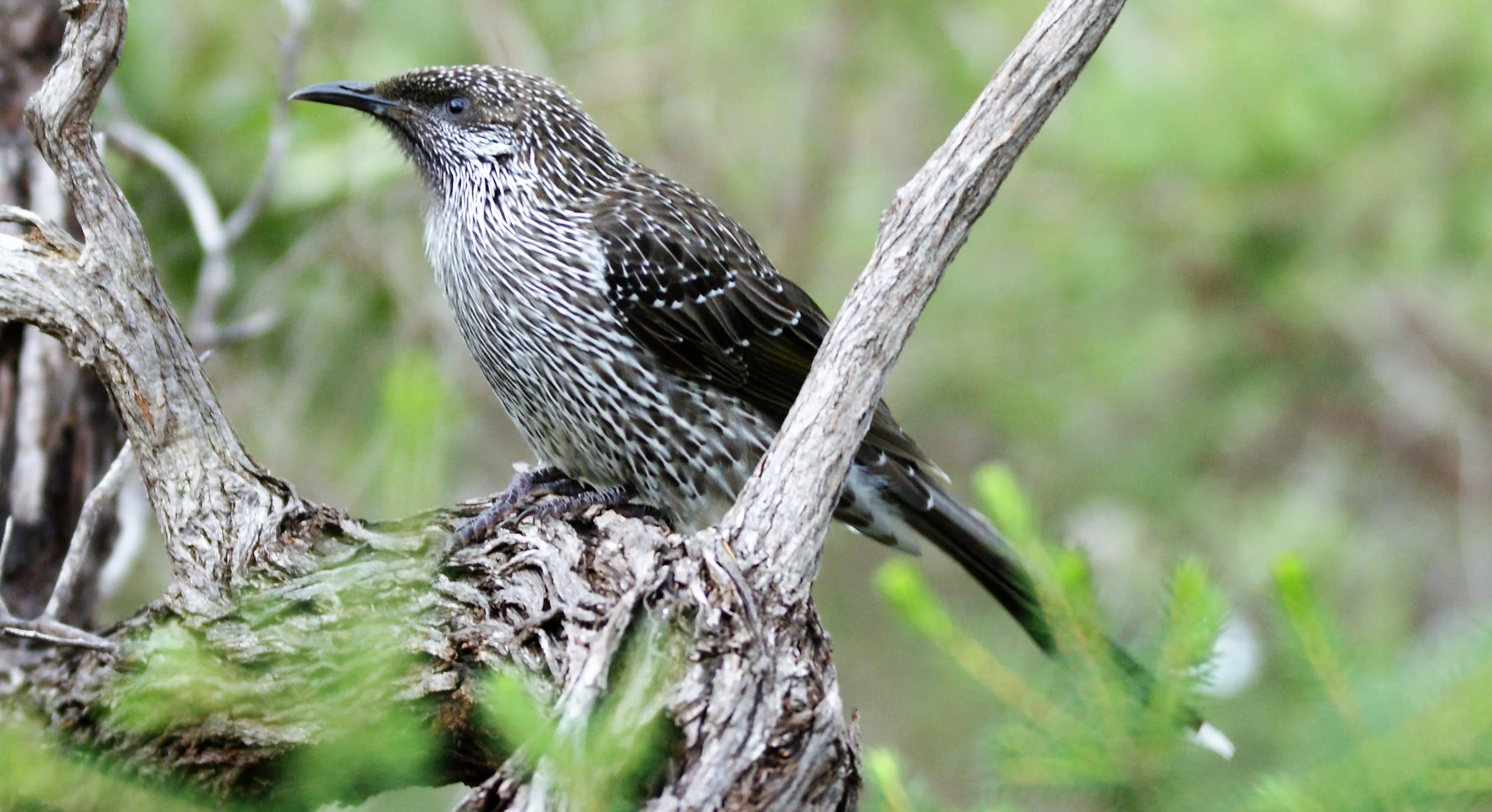 Details : Little Wattlebird - BirdGuides