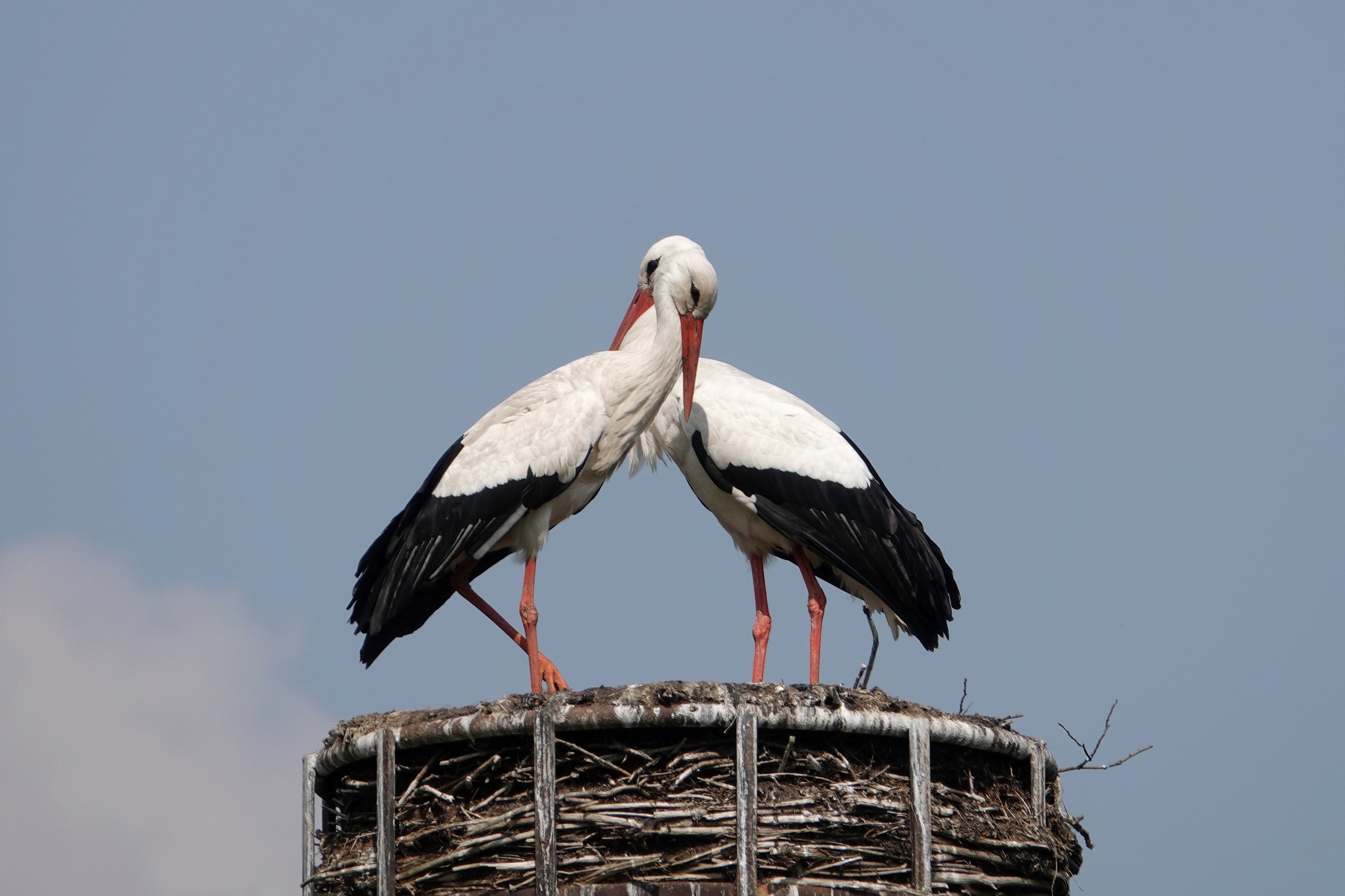 Stork towers to be built on Dorset farm - BirdGuides