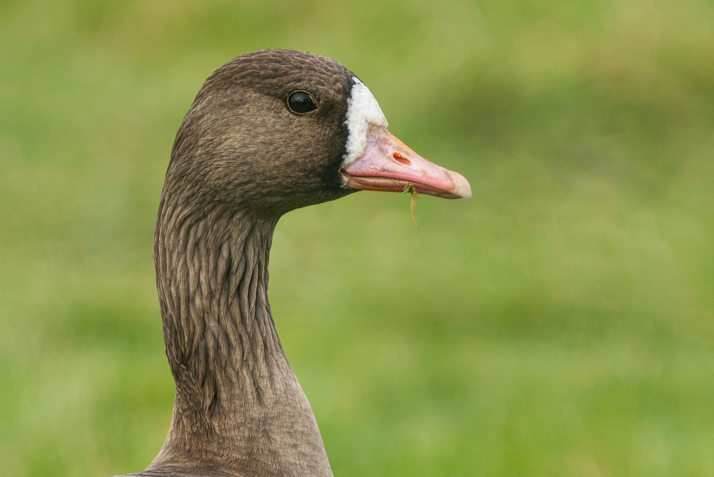 Russian White-fronted Goose by Jonathan Bull - BirdGuides