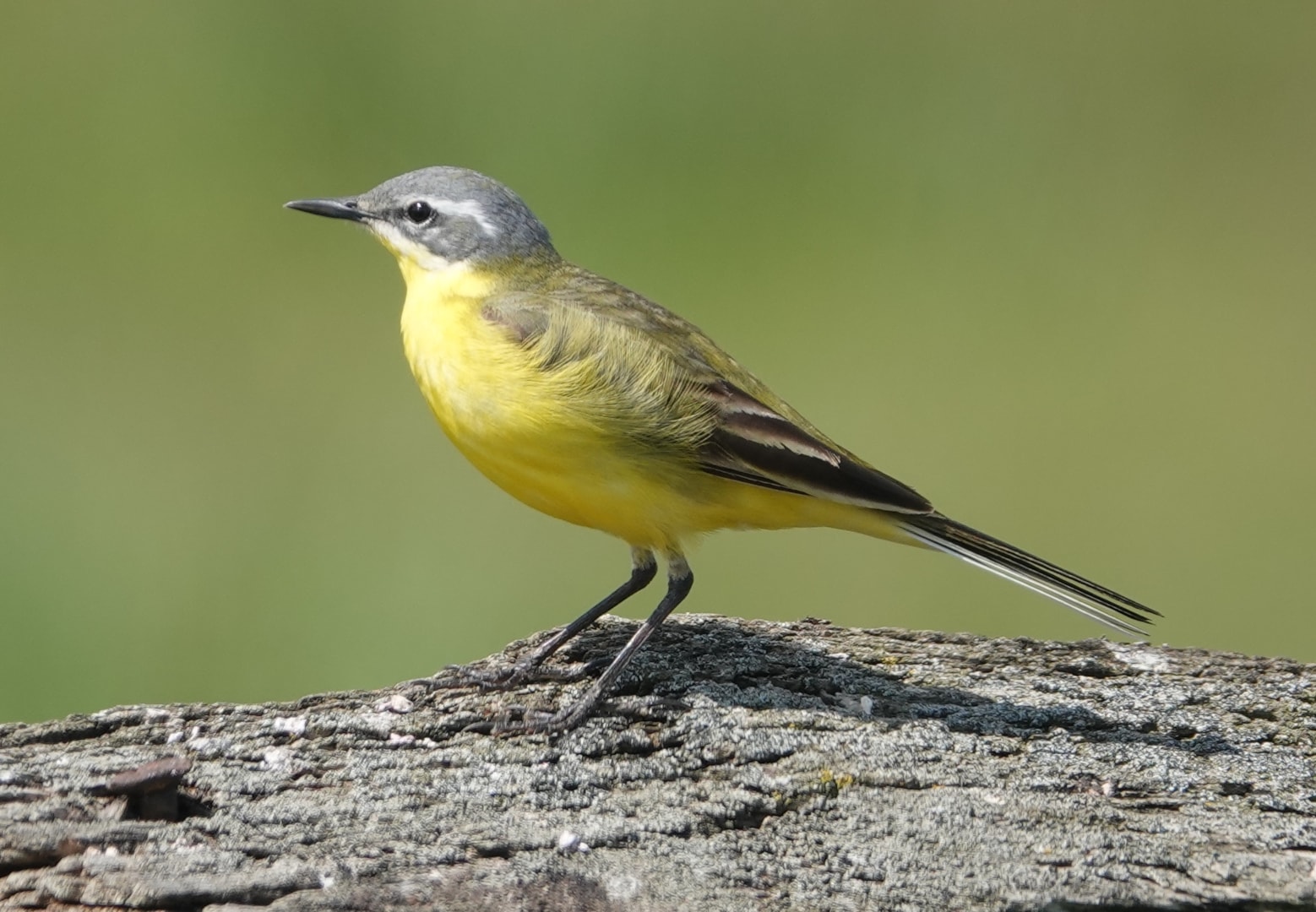 Blue-headed Wagtail by W Schulenburg - BirdGuides