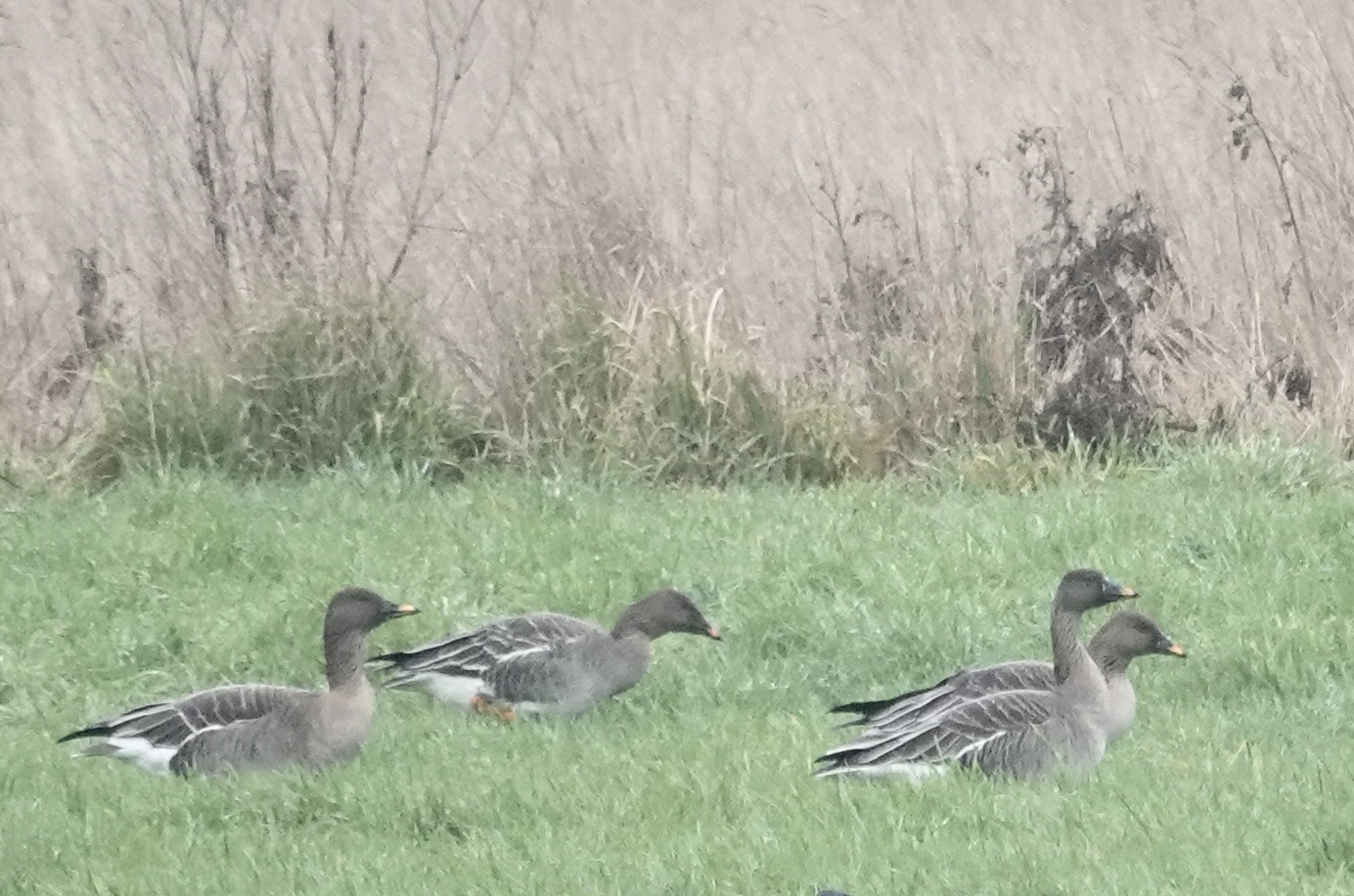 Tundra Bean Goose by Timothy Burton - BirdGuides