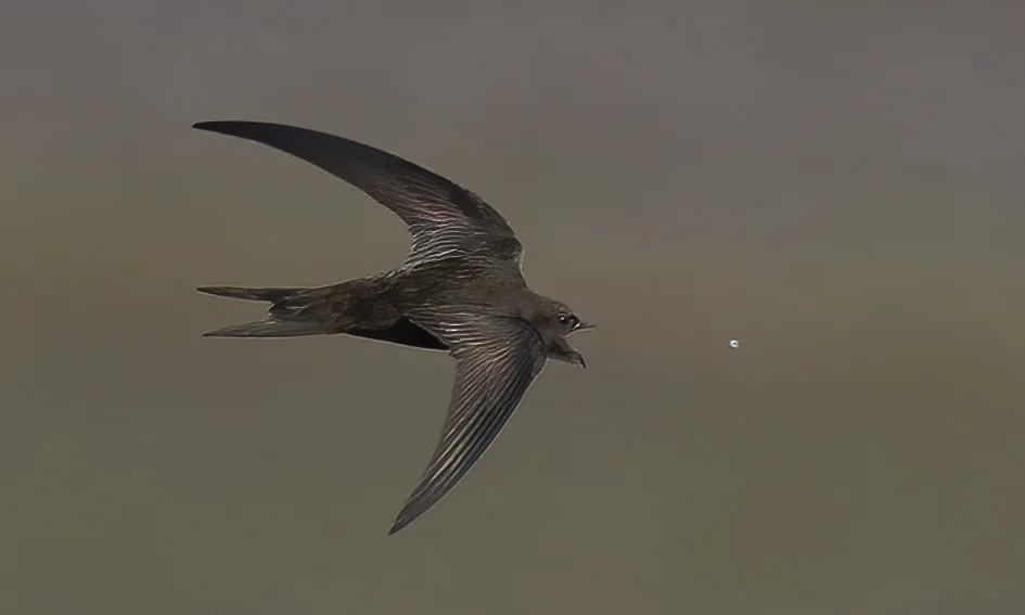 Details : Common Swift - BirdGuides