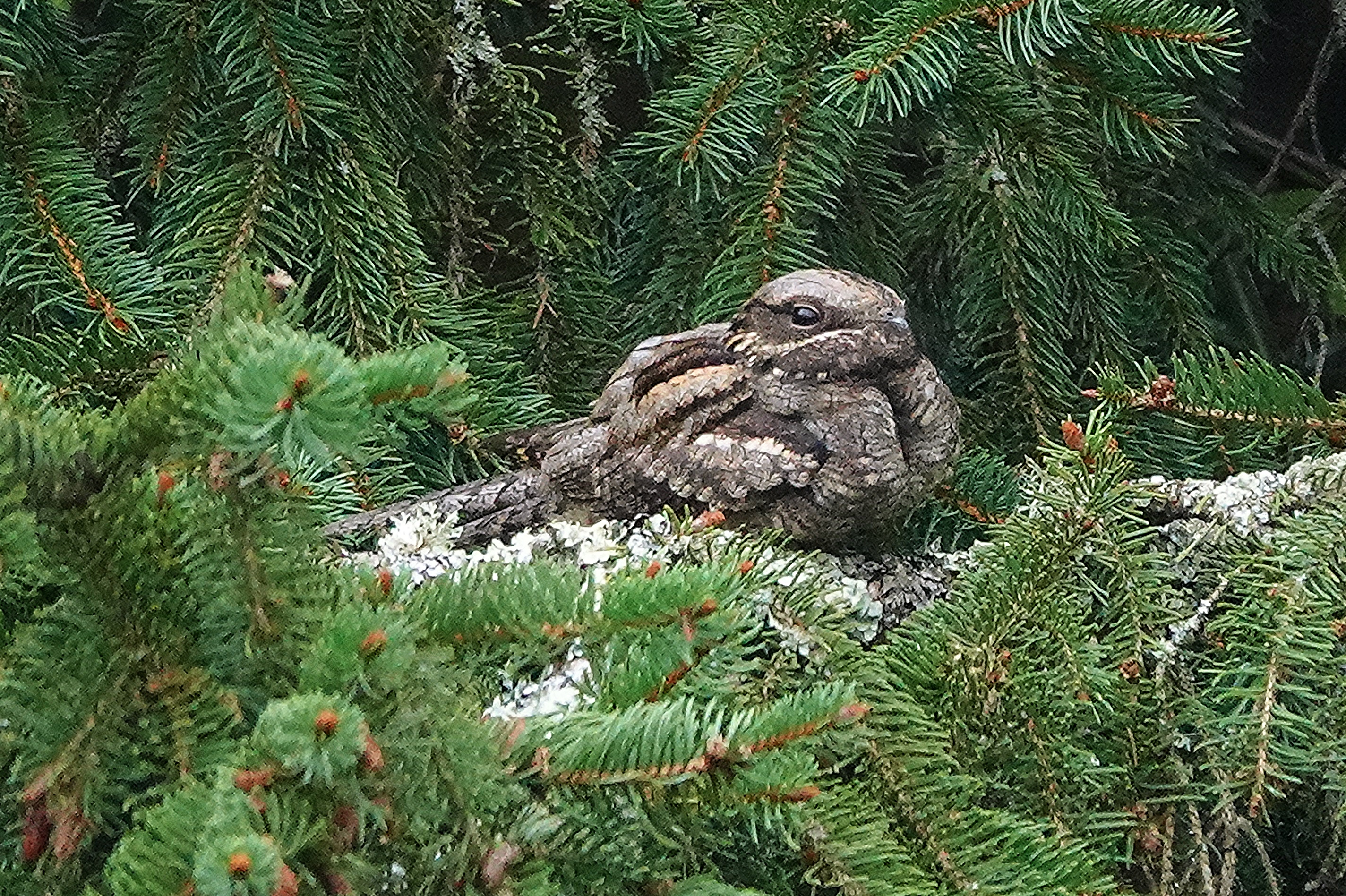 Survey shines light on Ireland's breeding nightjars - BirdGuides