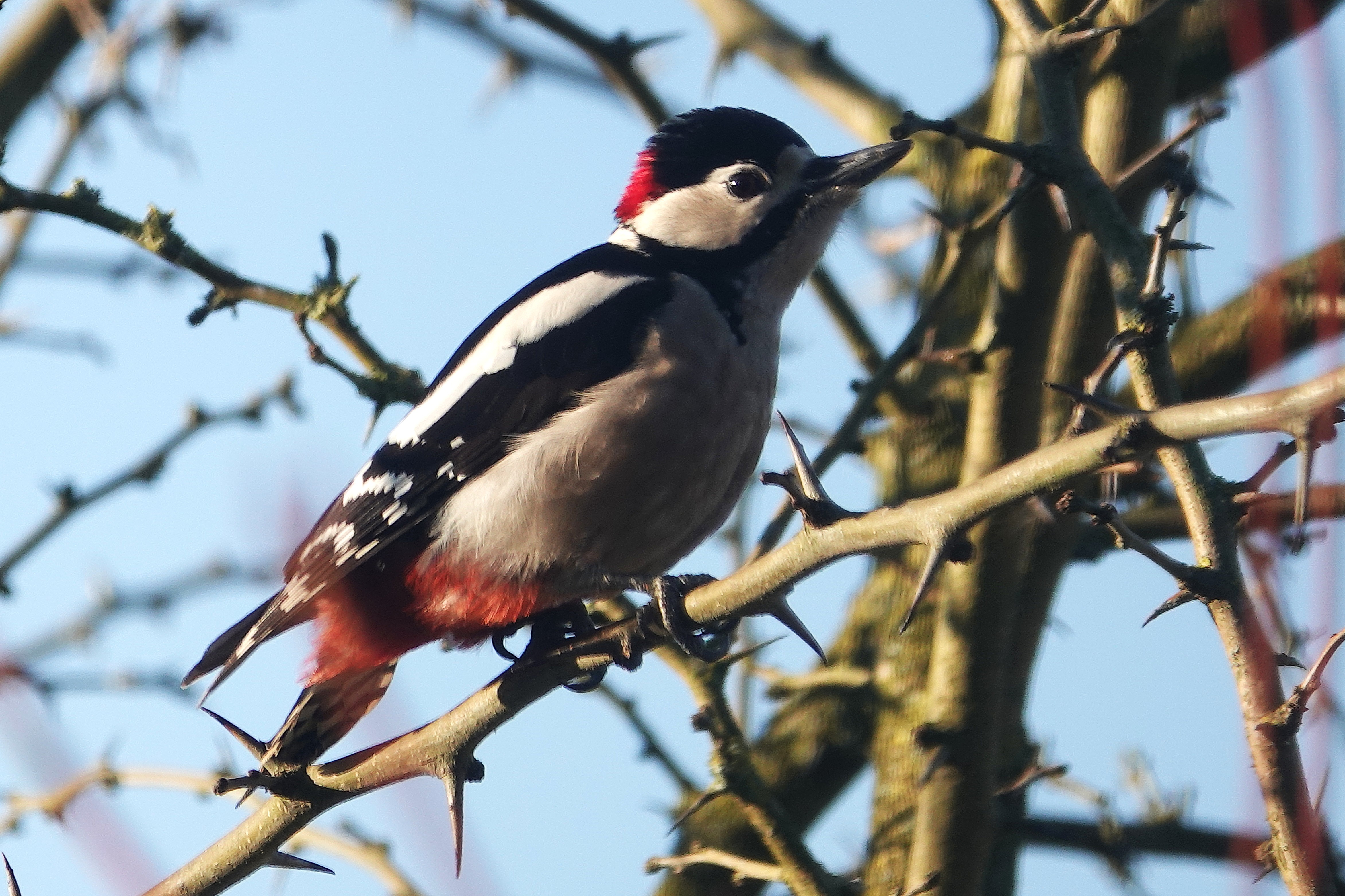 Great Spotted Woodpecker by Walter Schulenburg - BirdGuides
