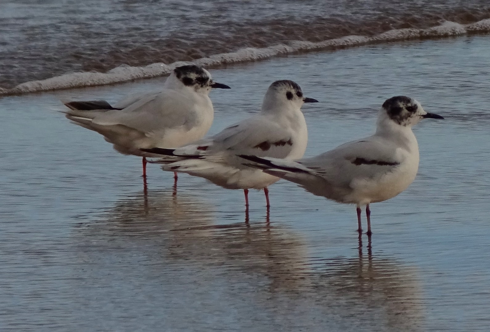 Little Gull by Stuart Green - BirdGuides