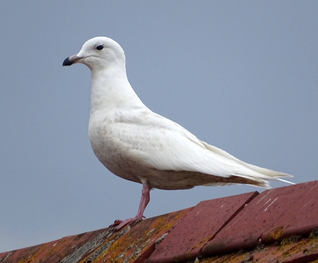 Iceland Gull by John Nadin - BirdGuides
