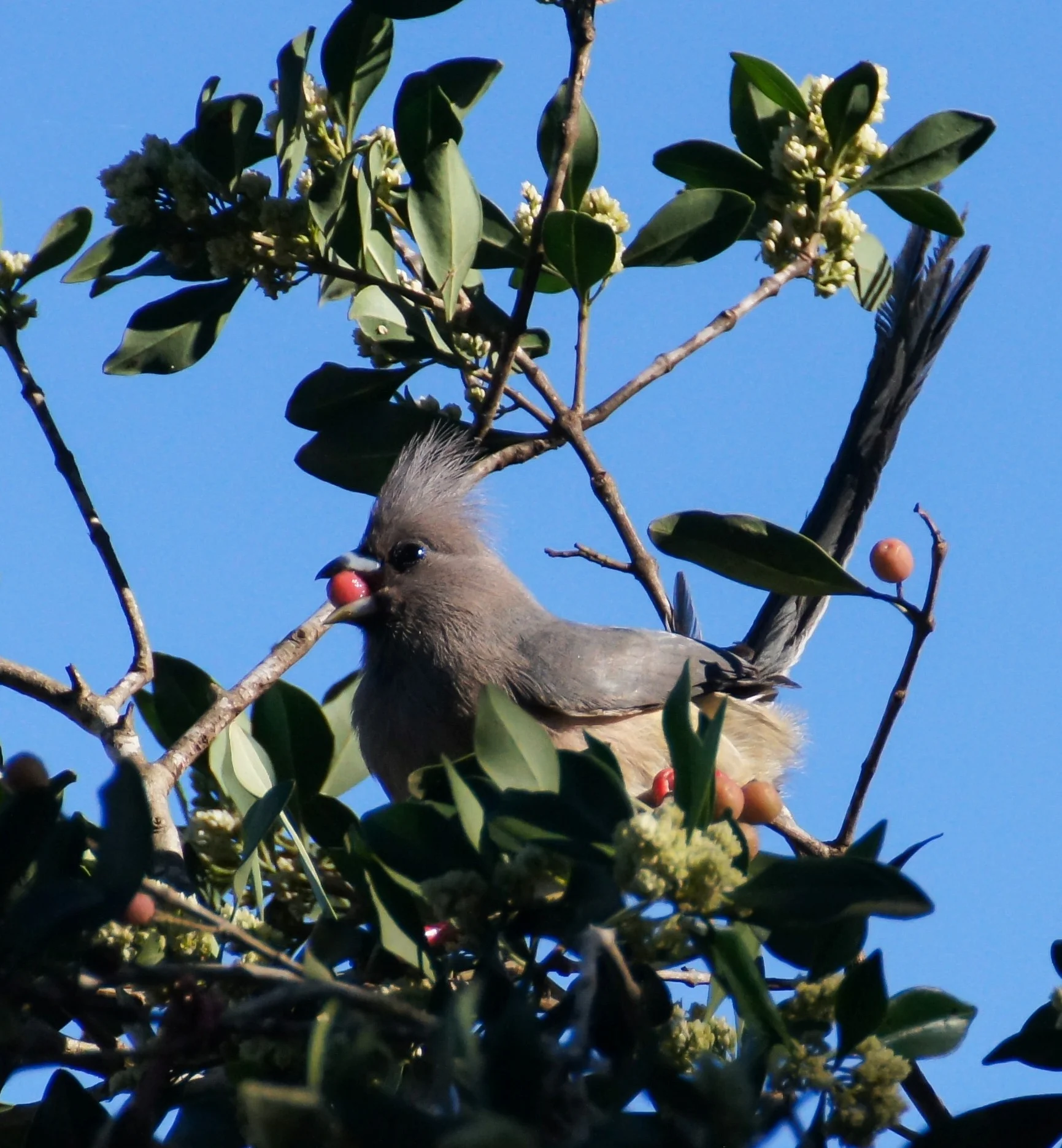 Details : White-backed Mousebird - BirdGuides