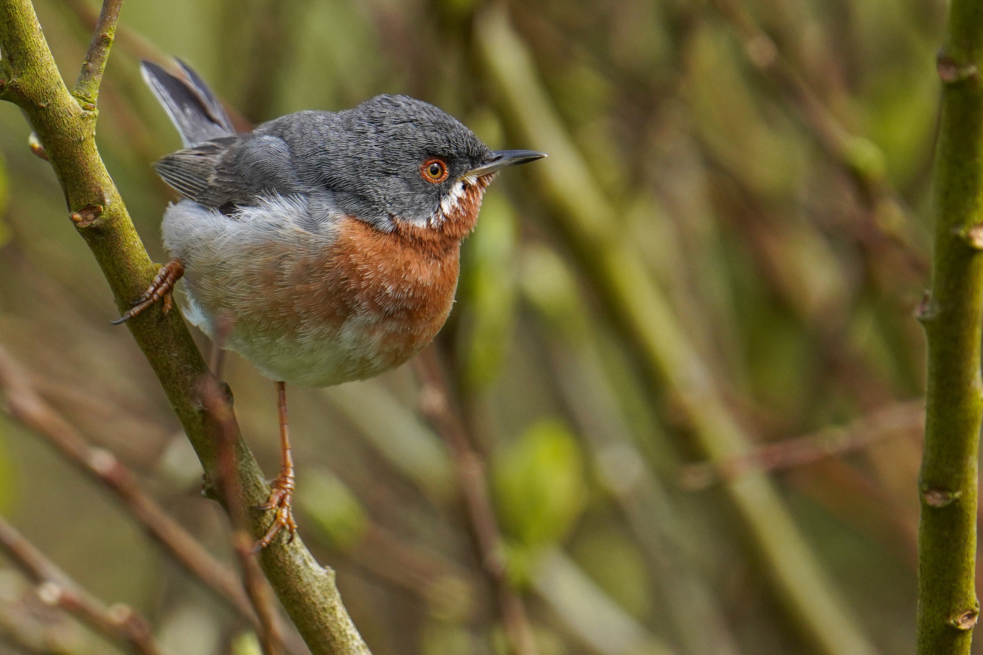 Eastern Subalpine Warbler by Duncan Whitfield - BirdGuides