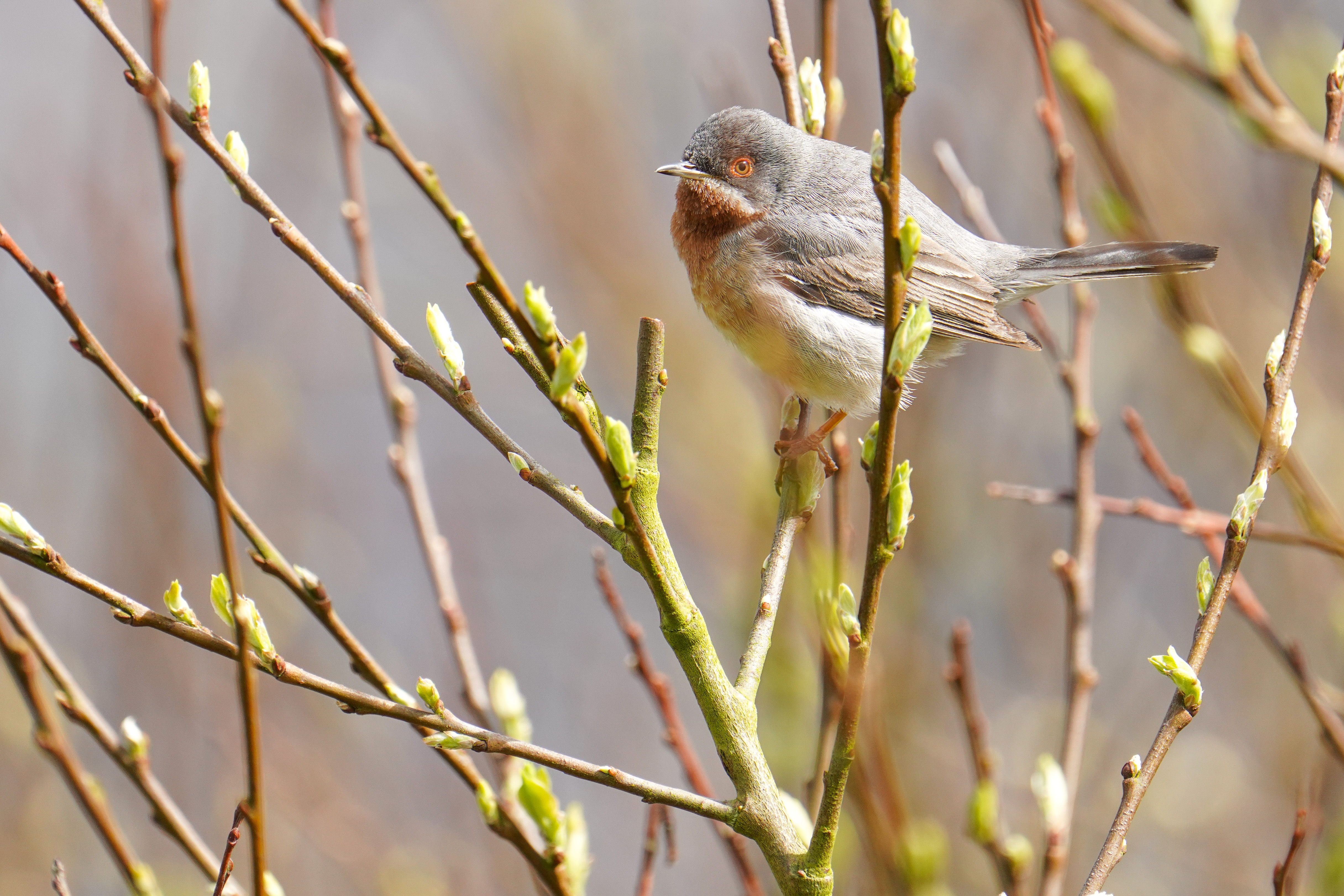 Eastern Subalpine Warbler by Duncan Whitfield - BirdGuides