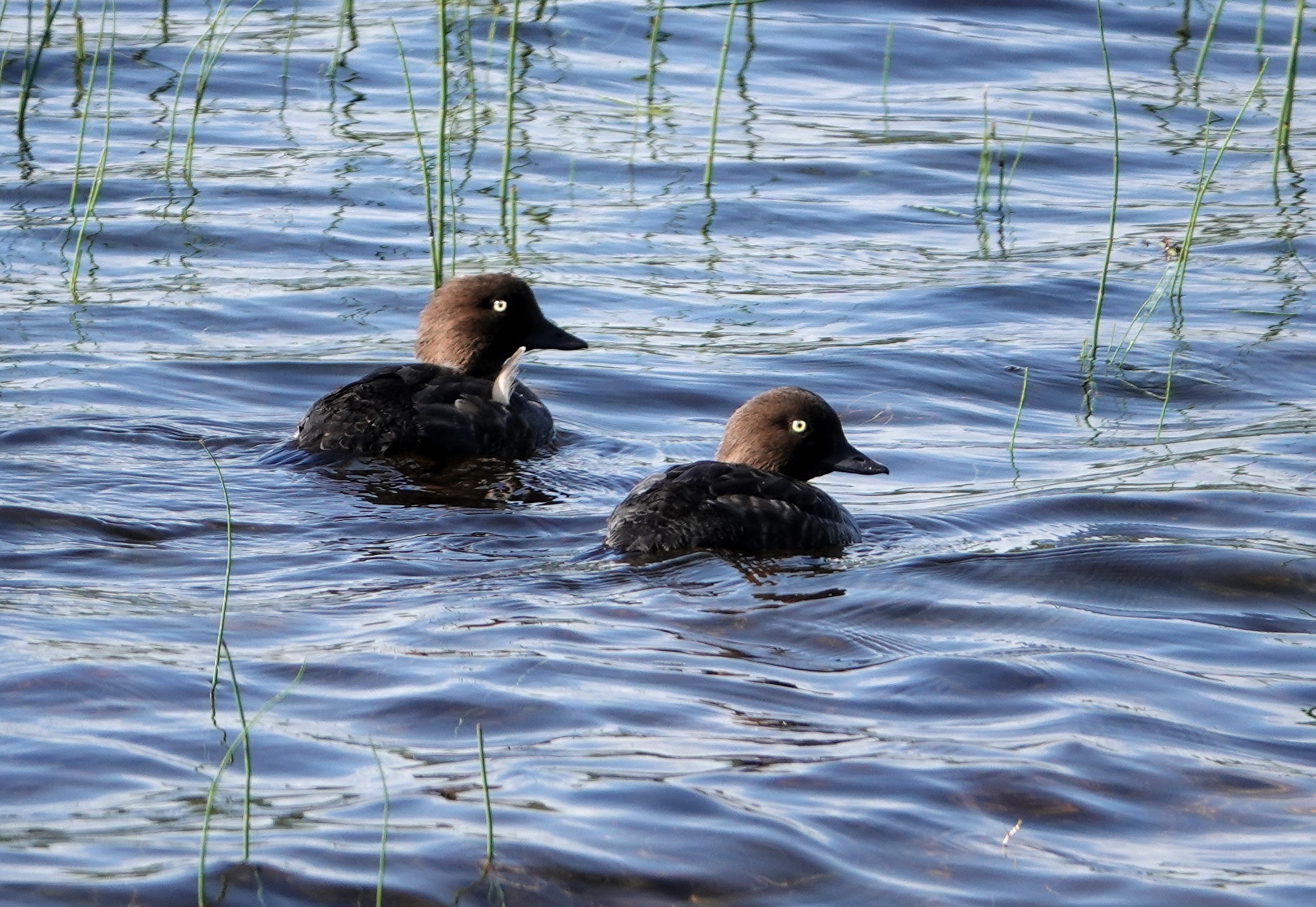 Breeding goldeneye thrive following reduced human disturbance - BirdGuides