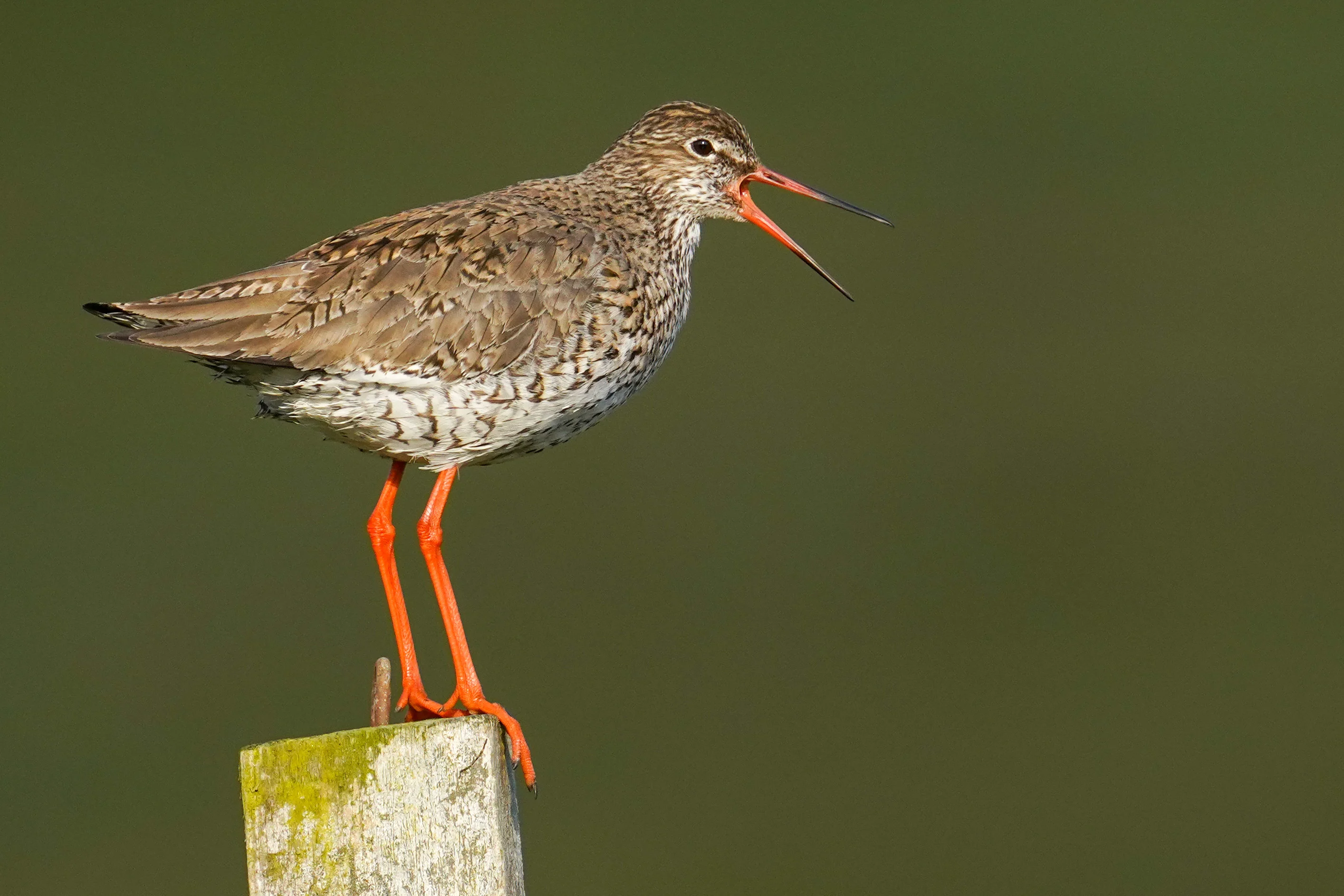 Details : Common Redshank - BirdGuides