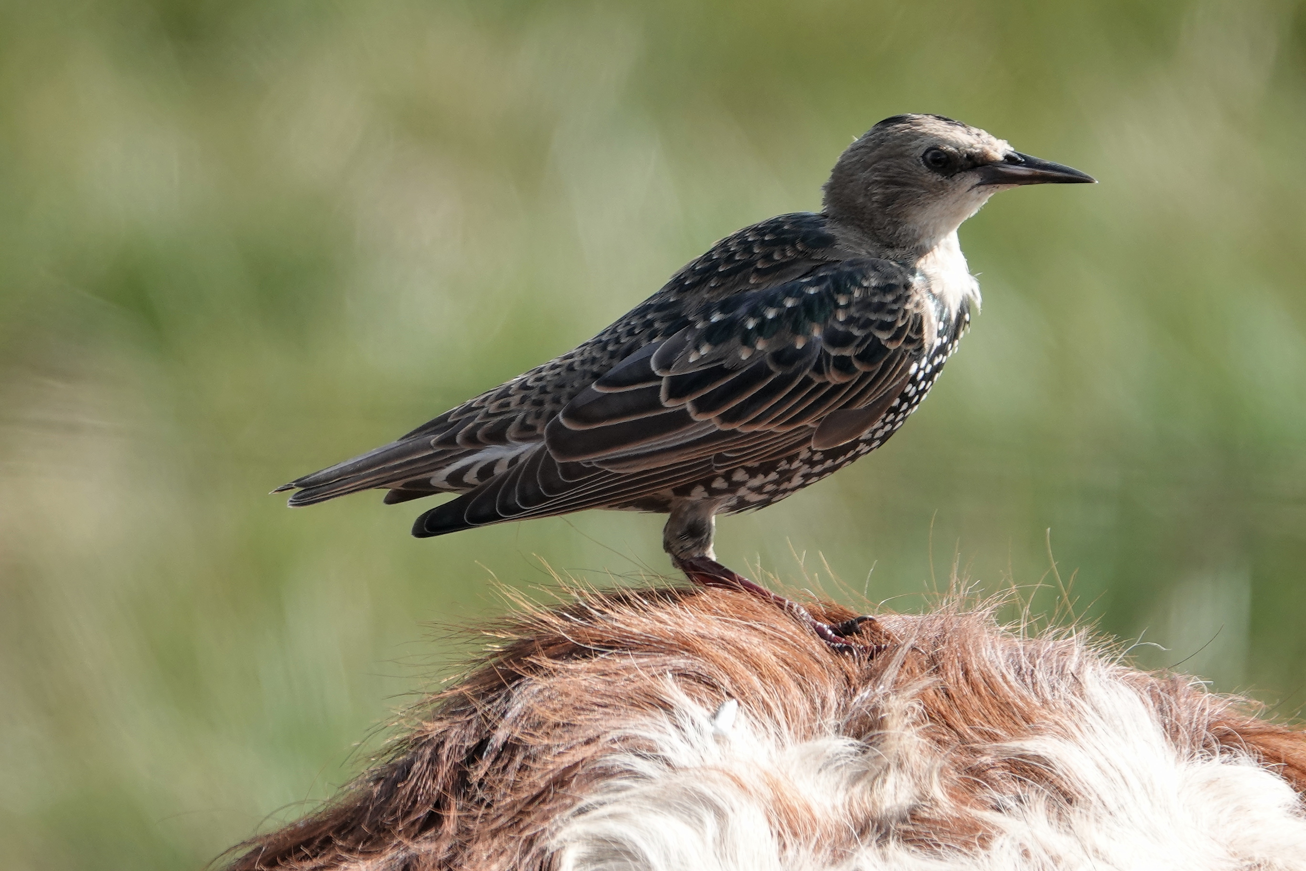 Common Starling by Walter Schulenburg - BirdGuides